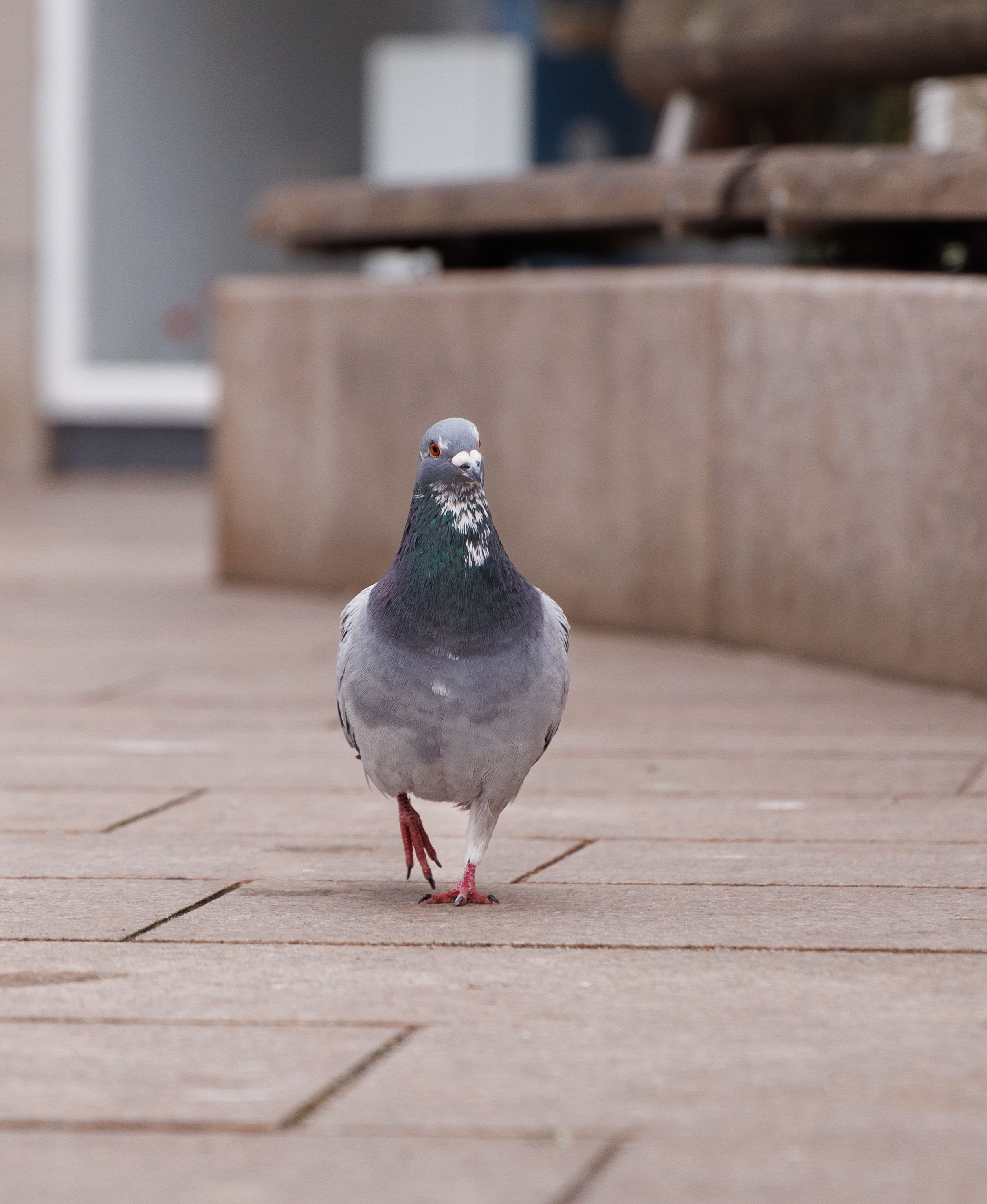 Urban Pigeon Walking on City Sidewalk · Free Stock Photo