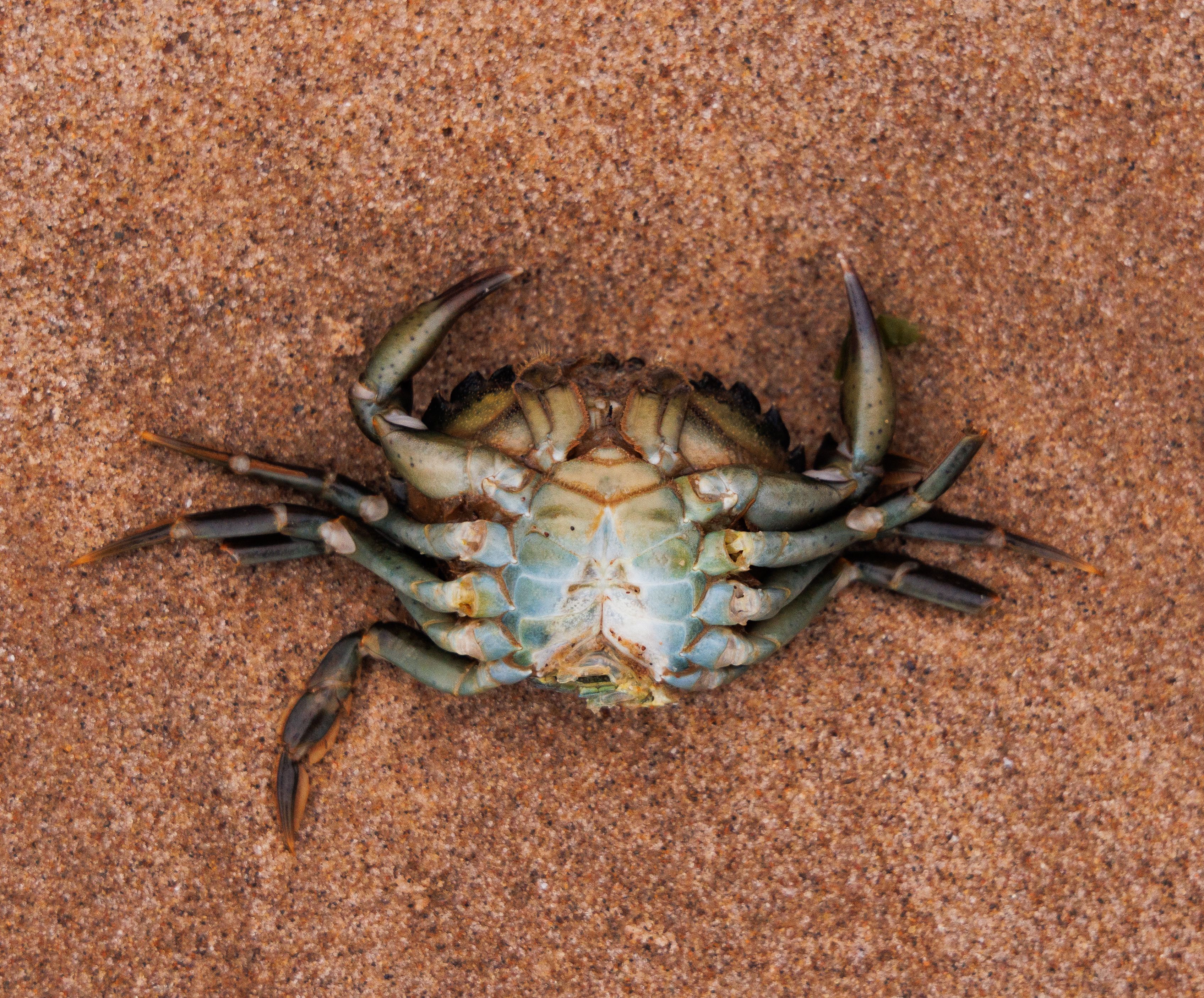 Close-up of a Crab on Sandy Beach Surface · Free Stock Photo