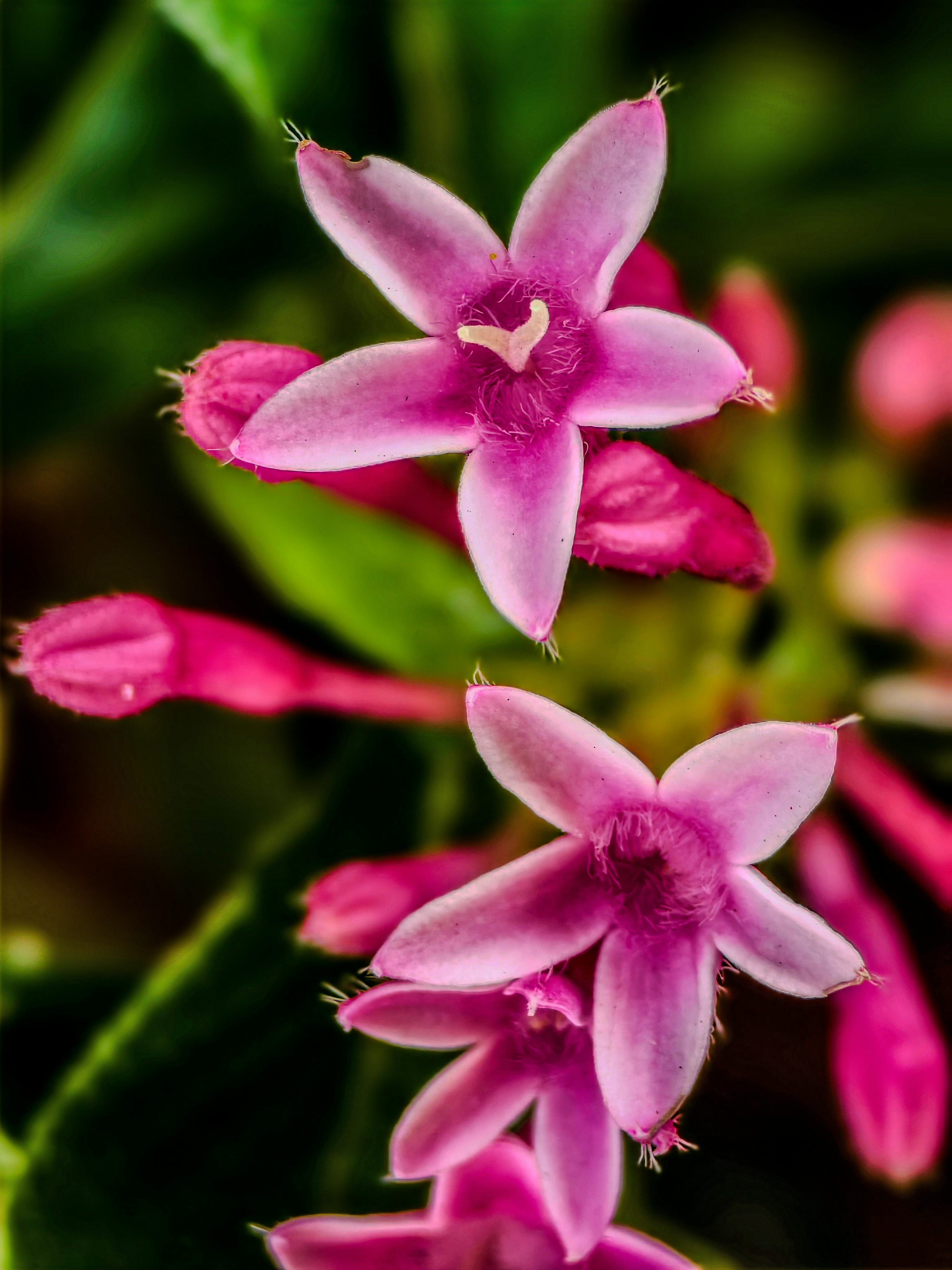 Garuda - Photography