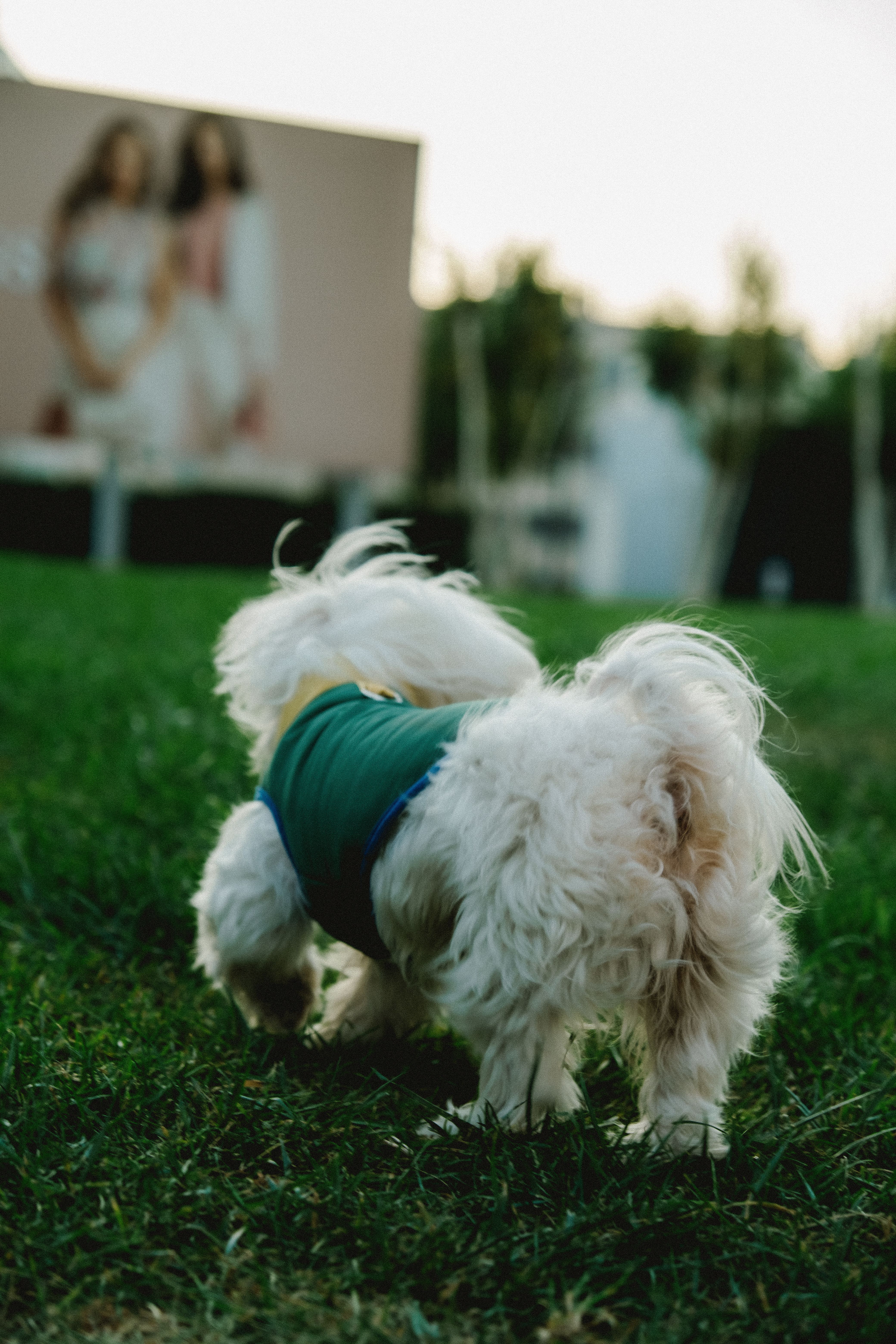 Cute Dog in Park with Blurred Urban Background · Free Stock Photo