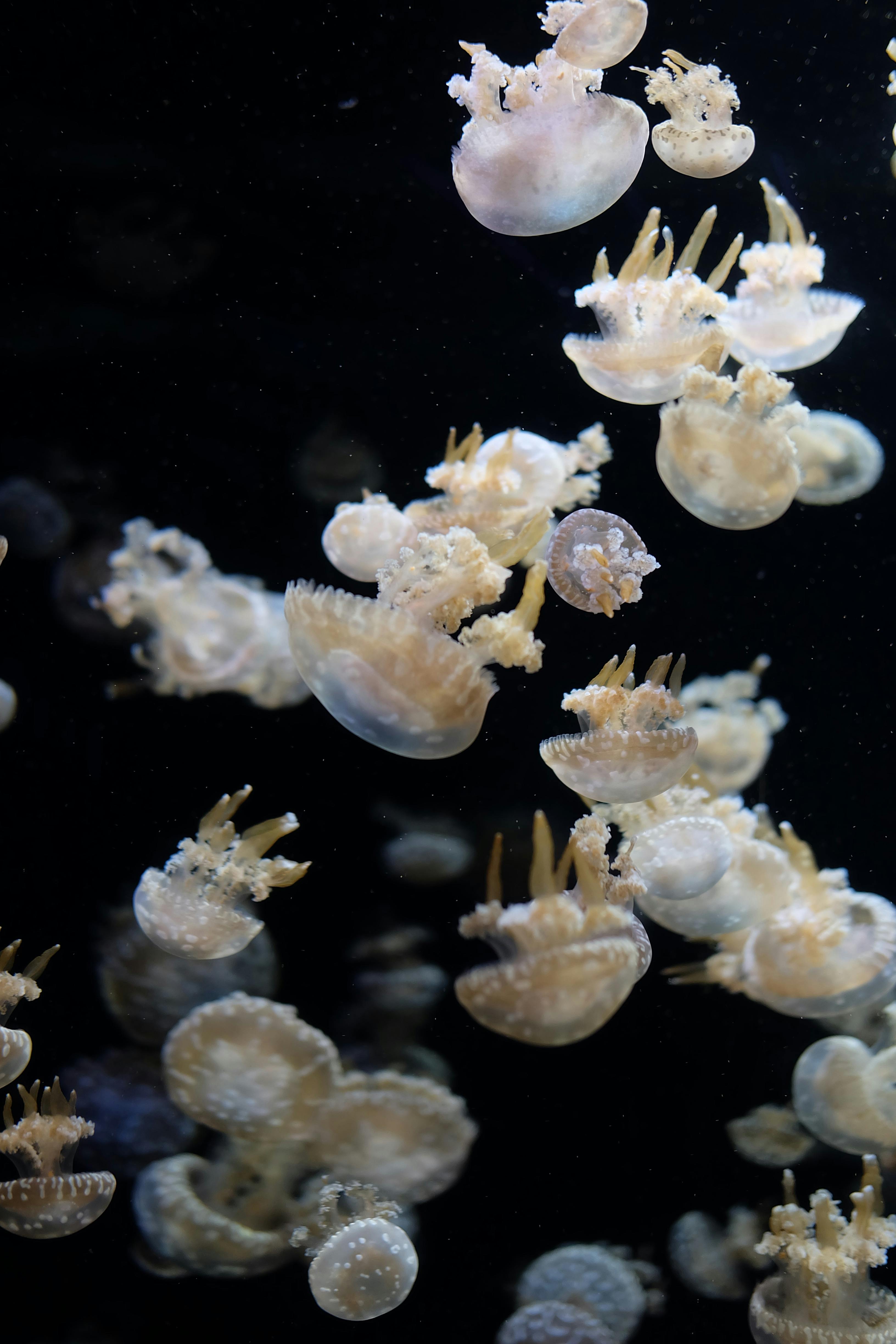 Jellyfish Inside An Aquarium · Free Stock Photo