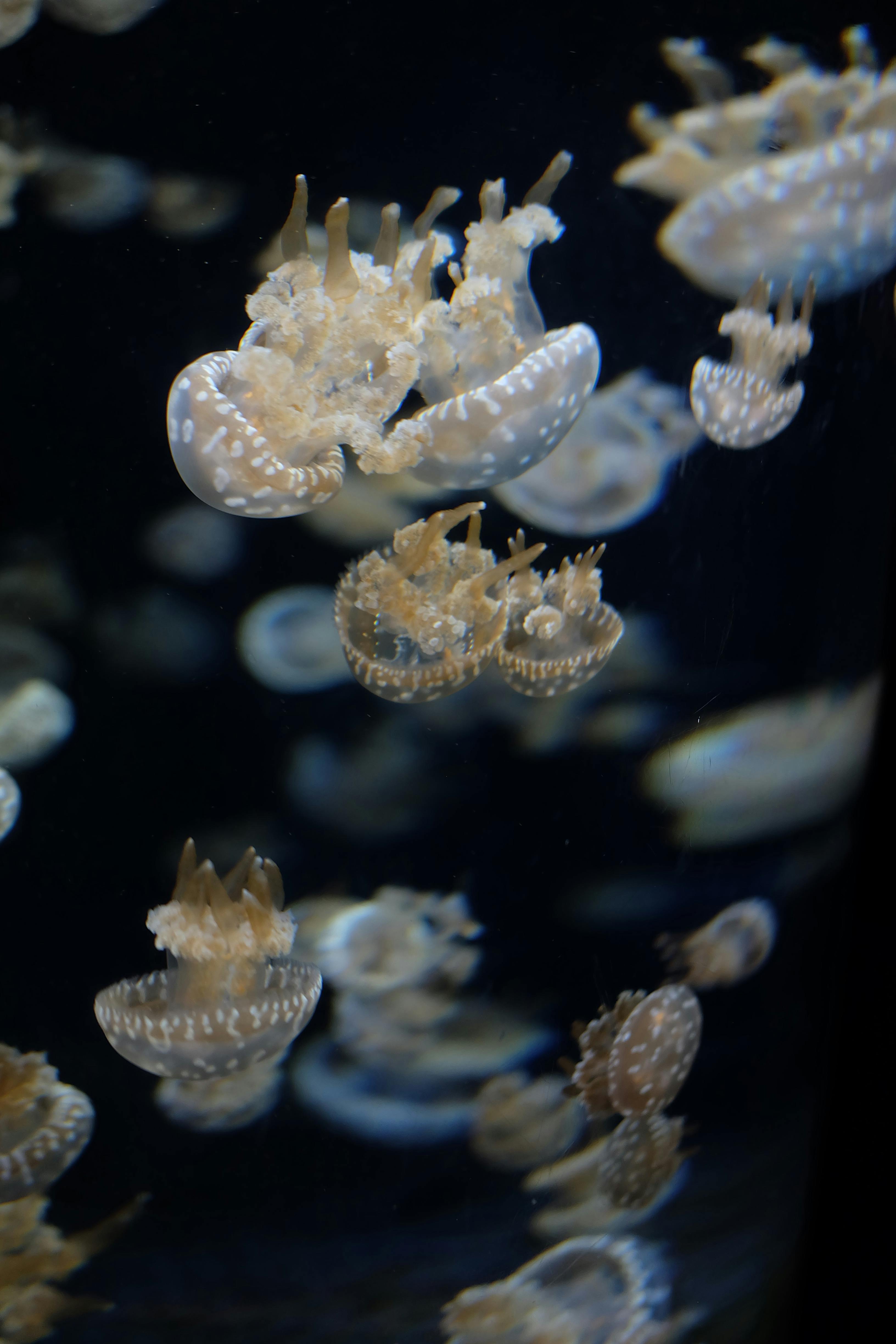 Captivating Underwater Jellyfish Display · Free Stock Photo