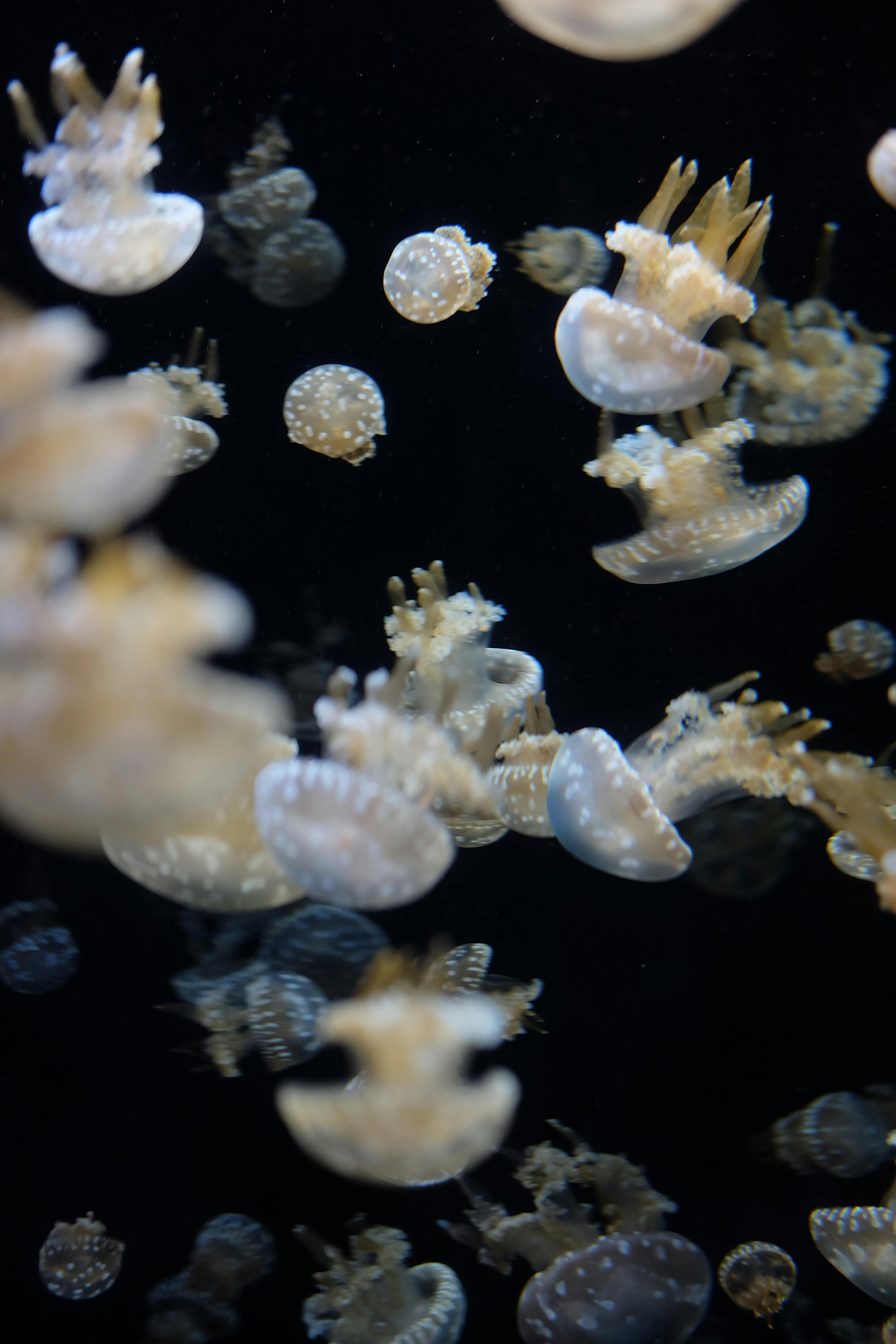 Mesmerizing View of Jellyfish in Motion · Free Stock Photo