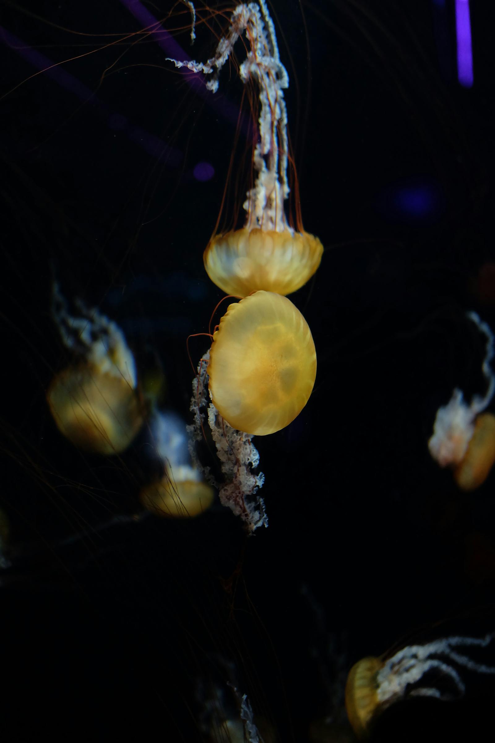 Jelly Photos, Download The BEST Free Jelly Stock Photos & HD Images