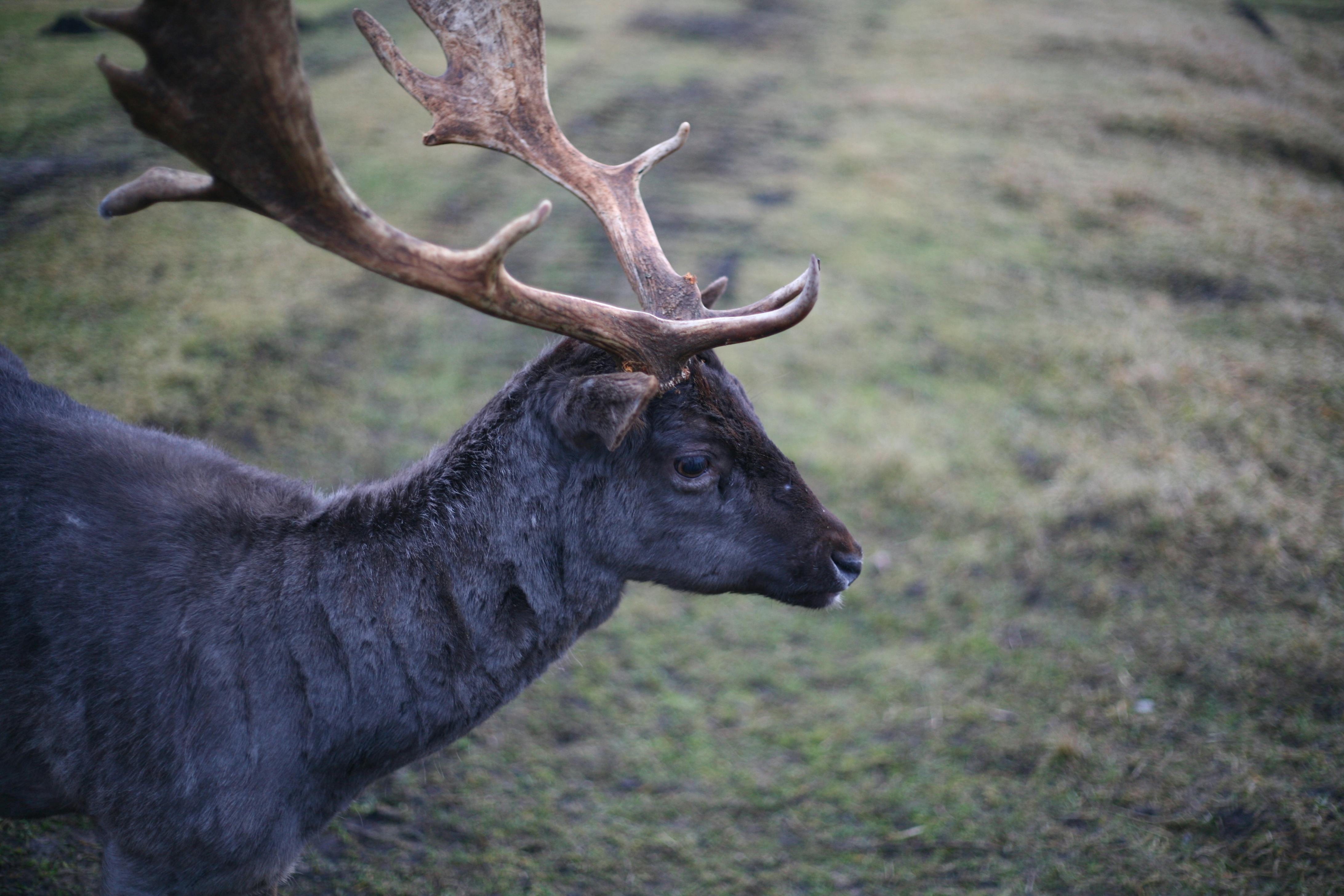 Free stock photo of animal, antlers, brown
