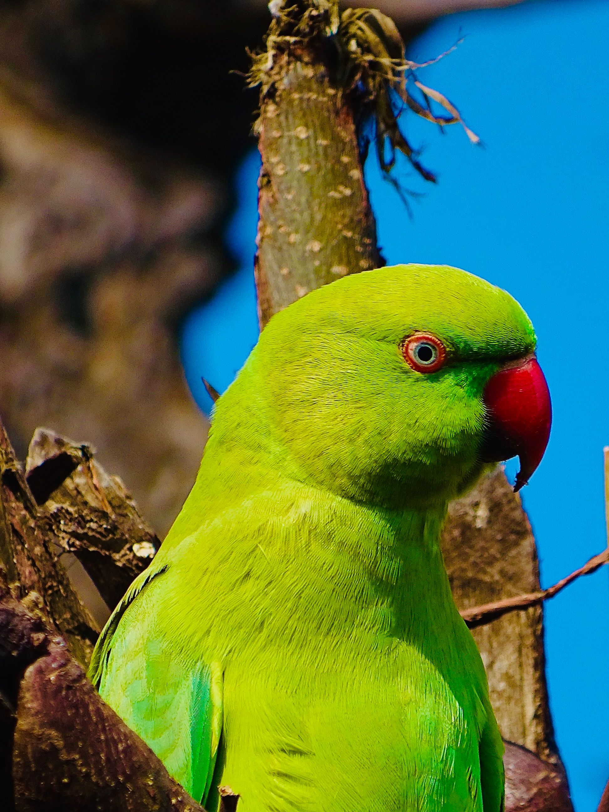 Vibrant Green Parakeet on a Tree Branch · Free Stock Photo