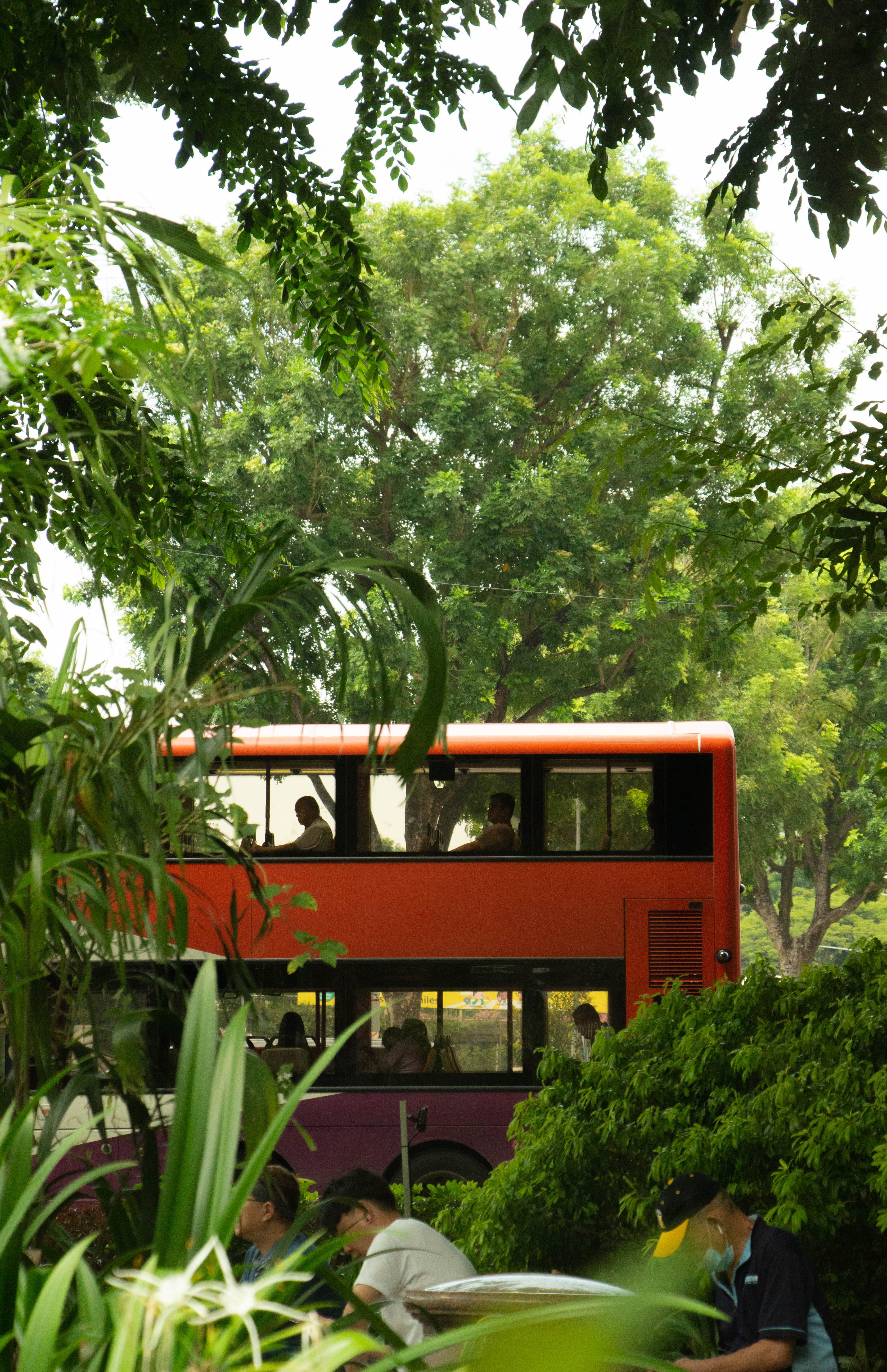 Urban Jungle with Double-Decker Bus in Motion · Free Stock Photo