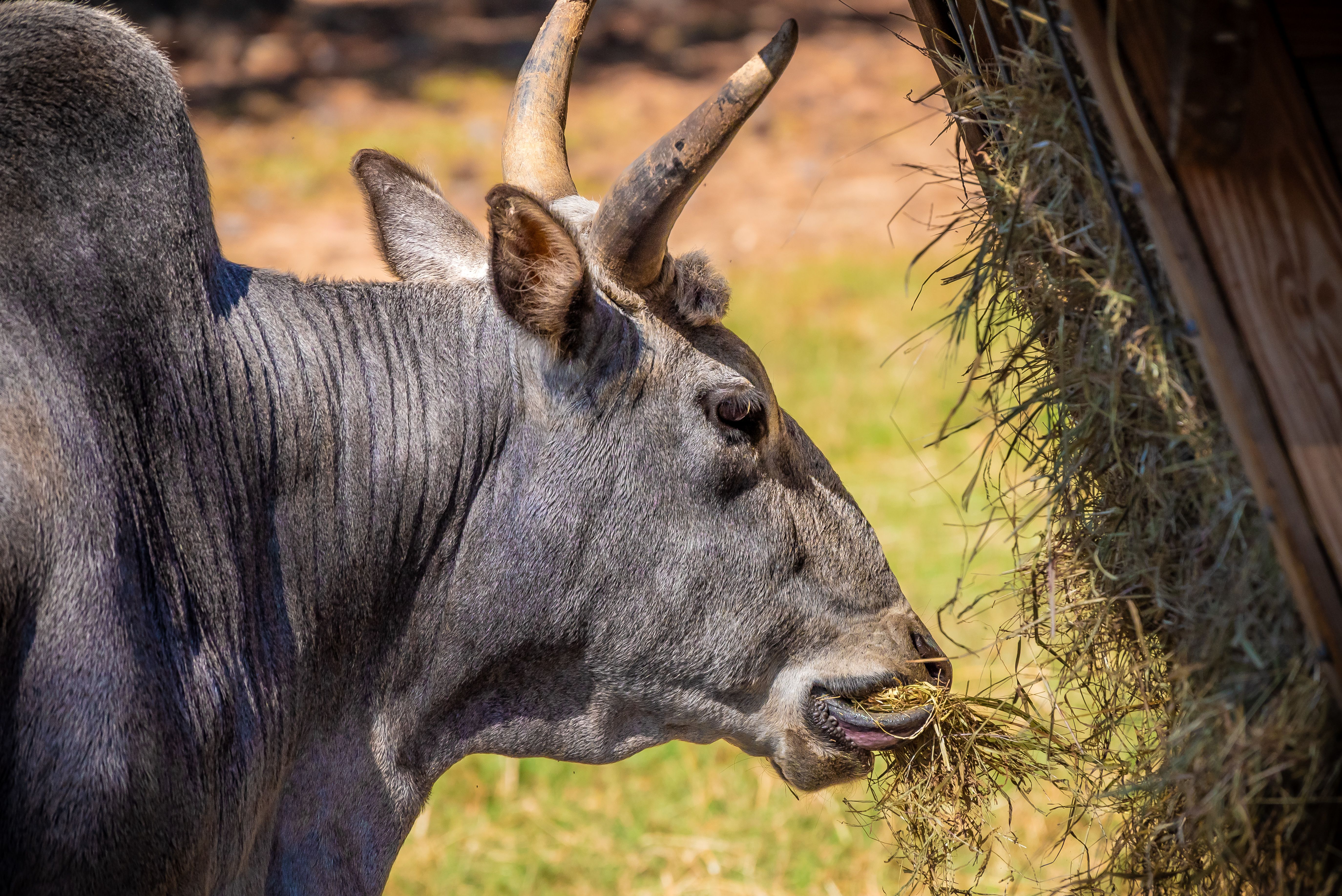Close-up of a Bull Eating Hay in a Pasture · Free Stock Photo