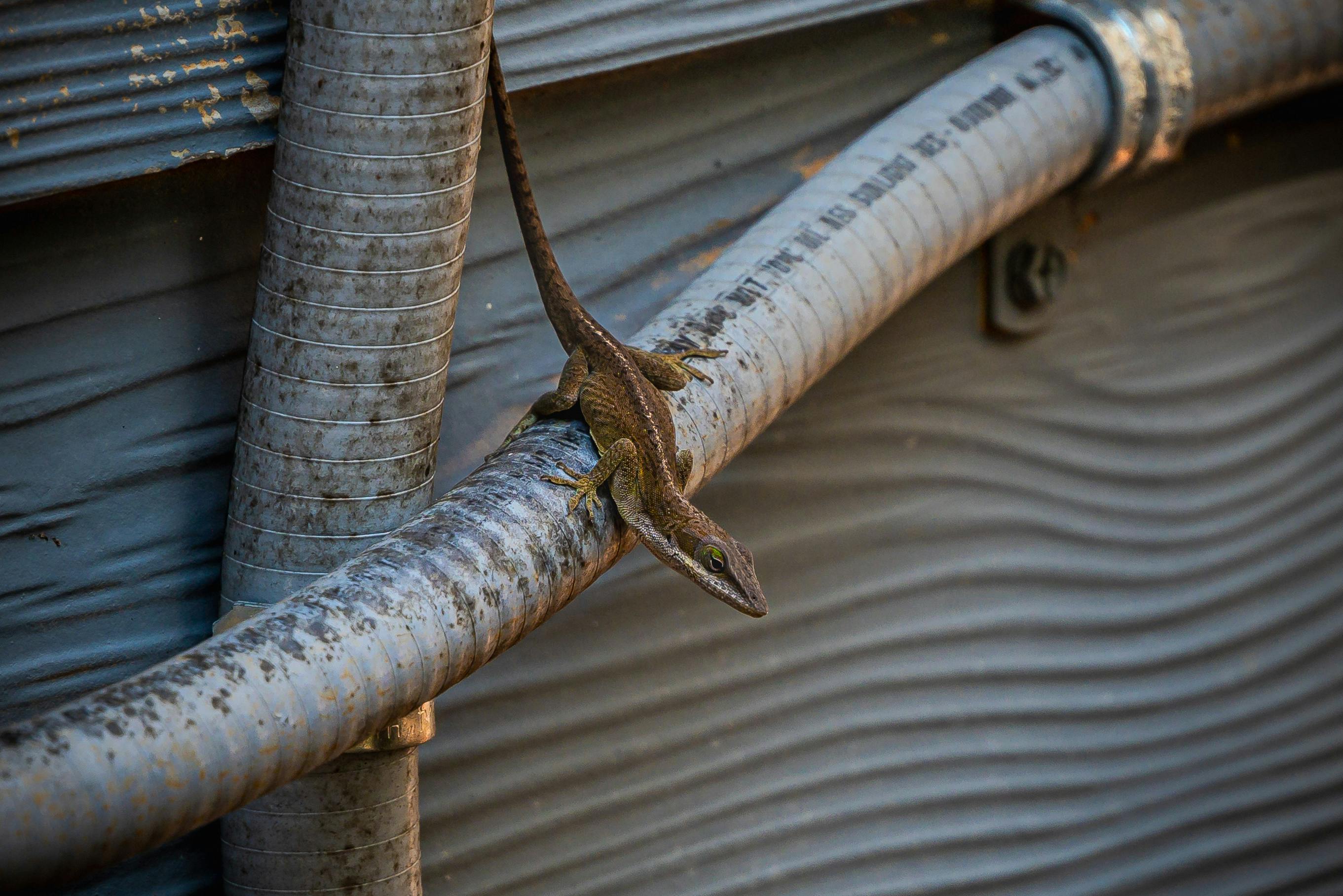 Green Anole Lizard on Metal Pipes Outdoors · Free Stock Photo
