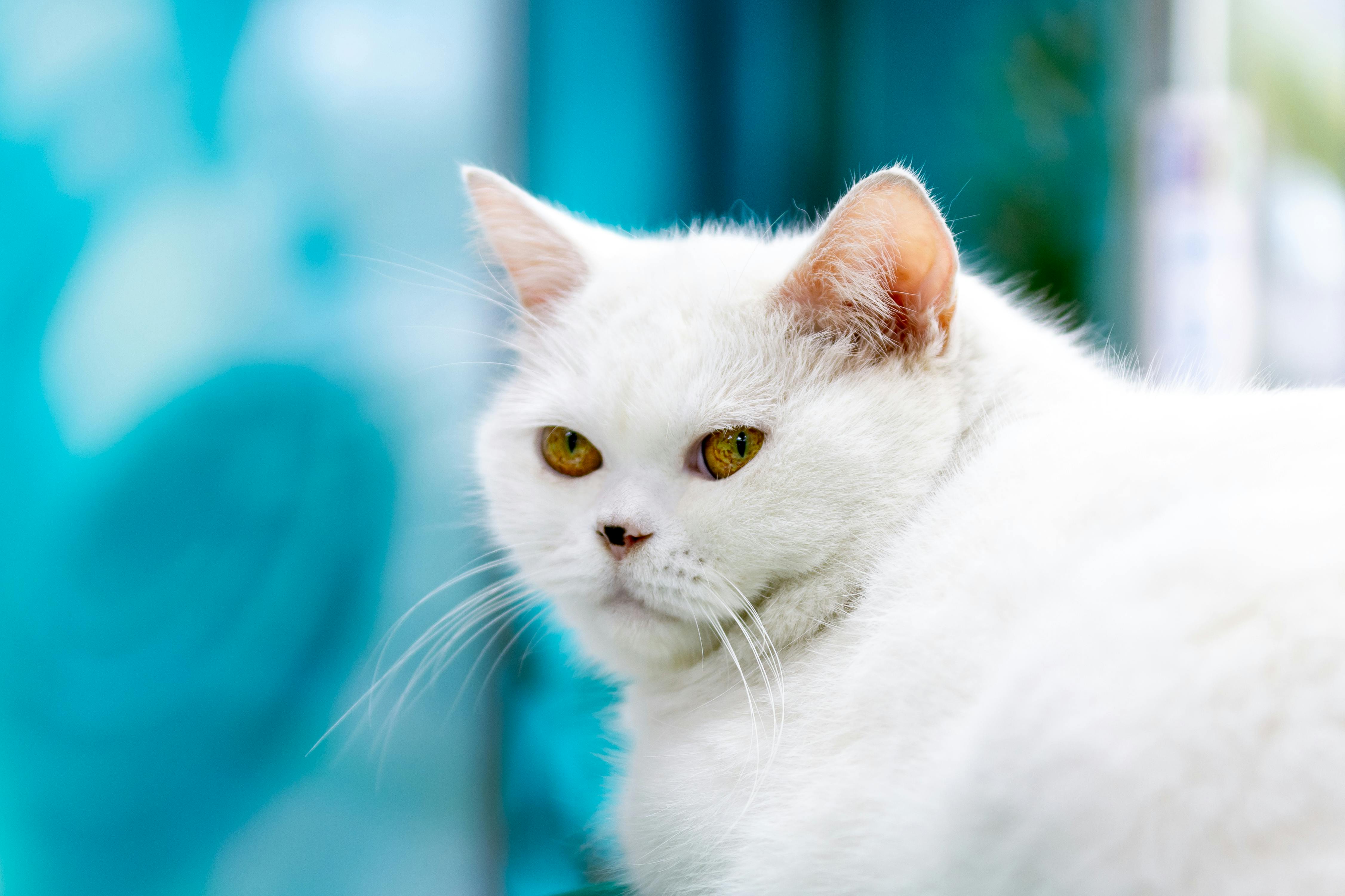 Elegant White Cat Against Blue Background · Free Stock Photo