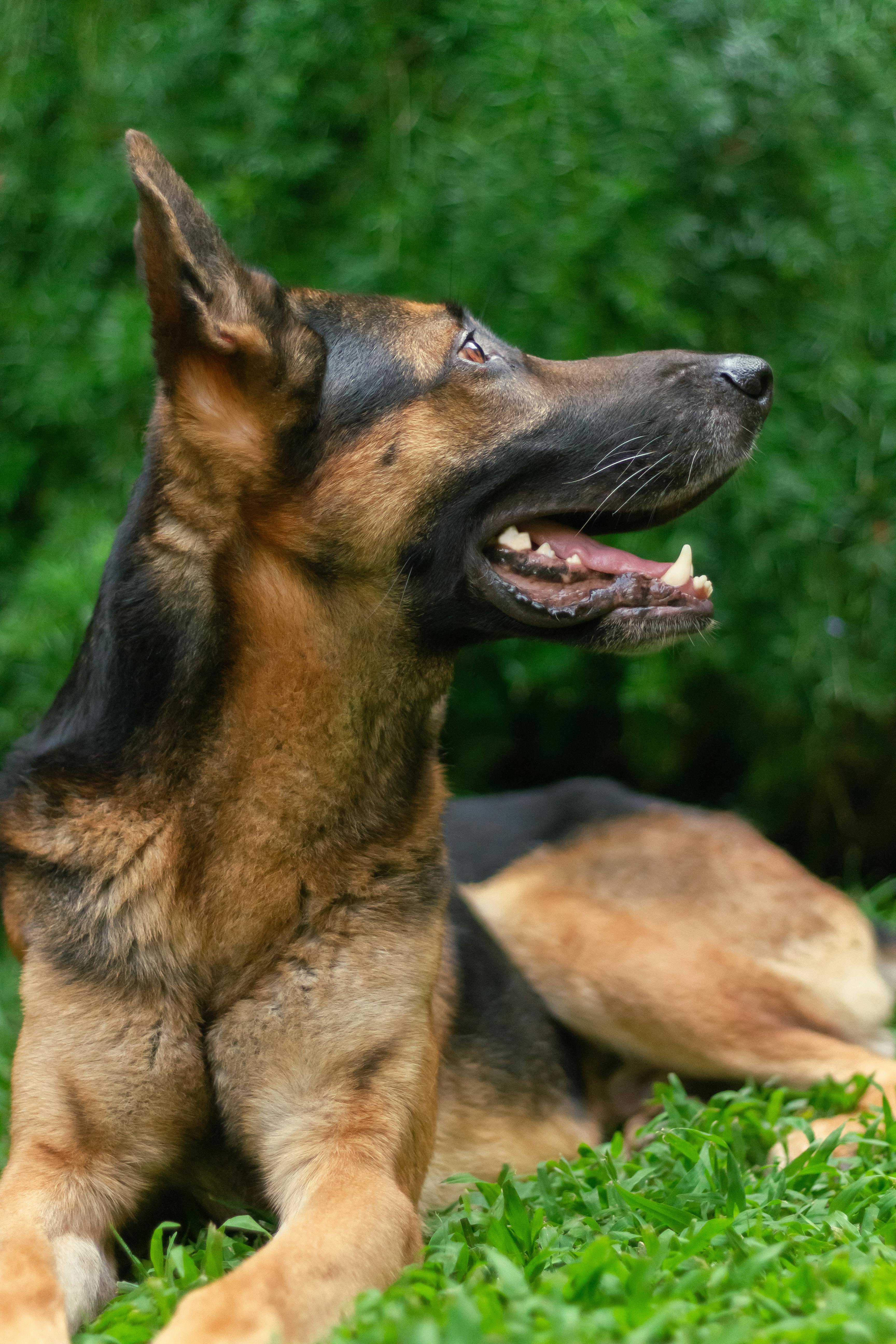 Belgian Malinois Dog Resting on Green Grass · Free Stock Photo