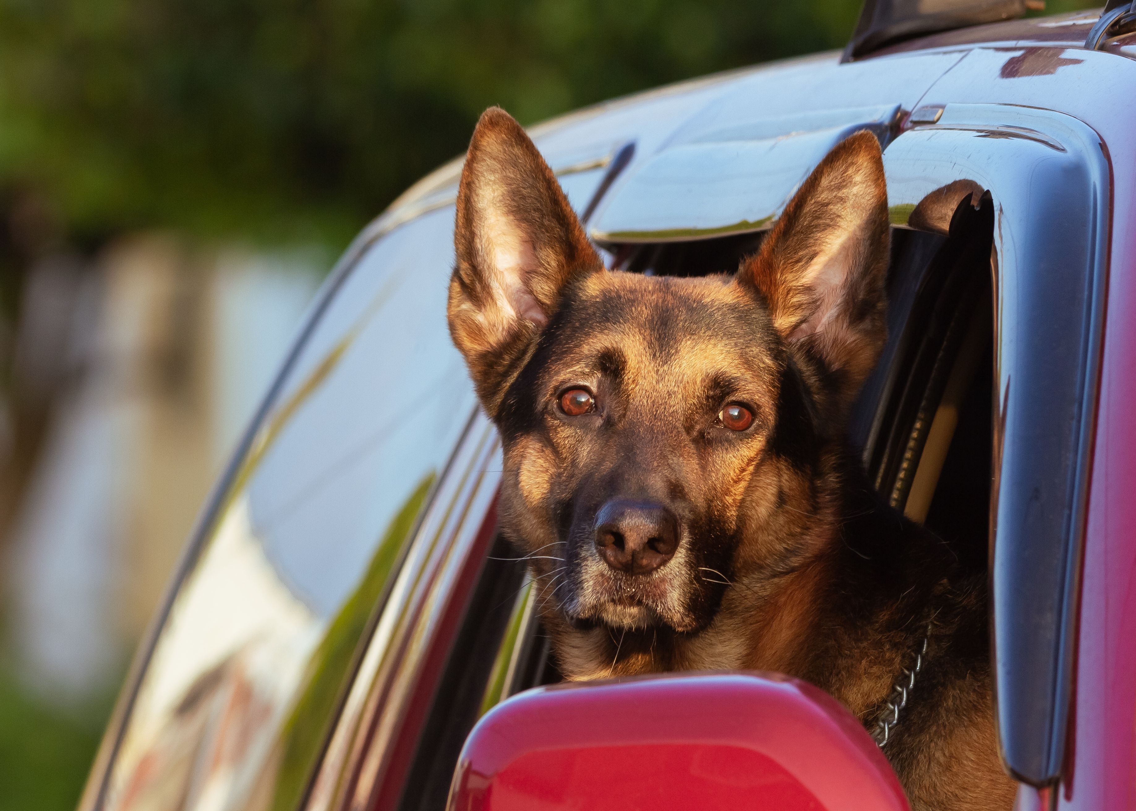 Dog Piano Photos, Download The BEST Free Dog Piano Stock Photos & HD Images