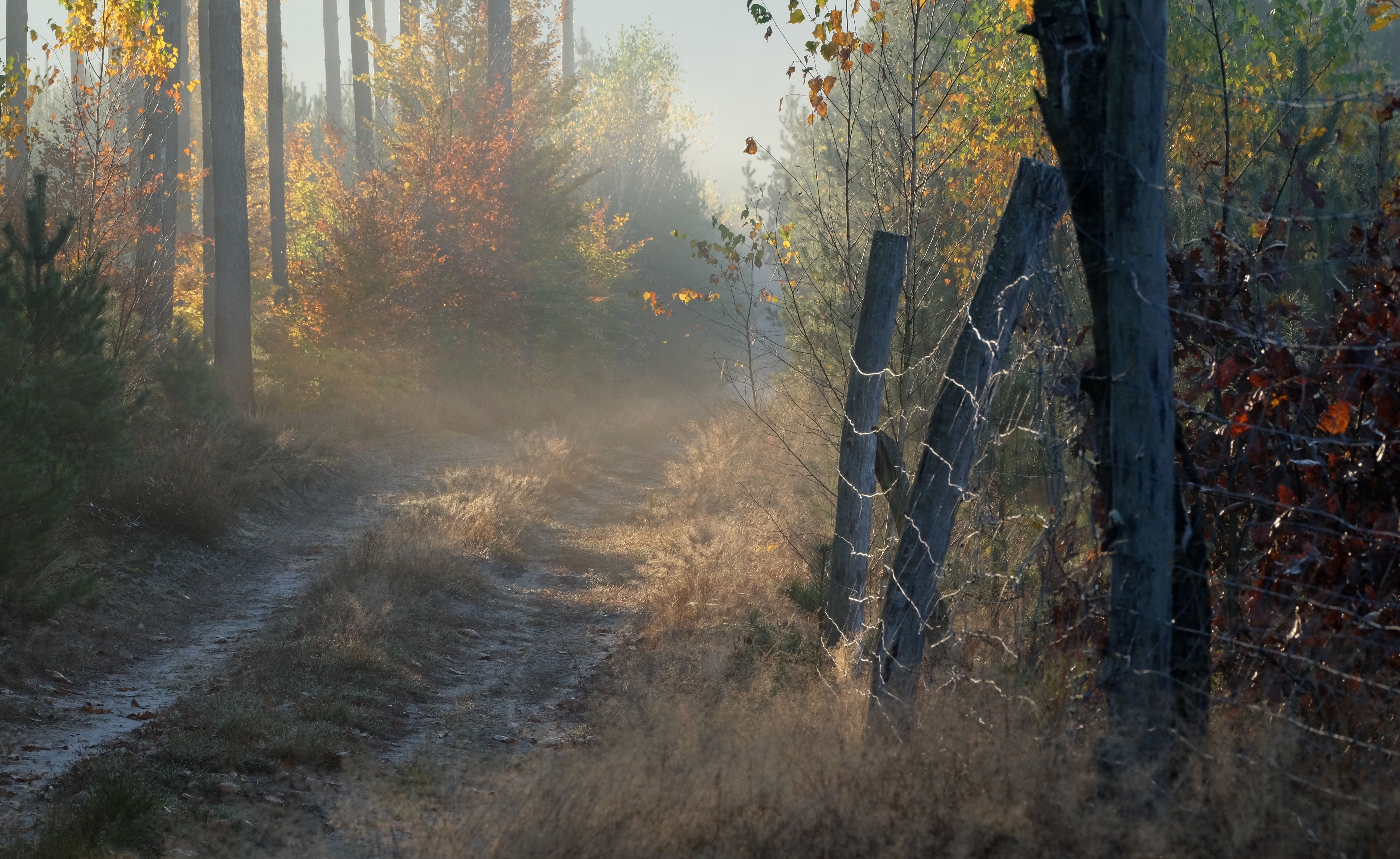 Misty Autumn Trail with Rustic Fence and Forest · Free Stock Photo