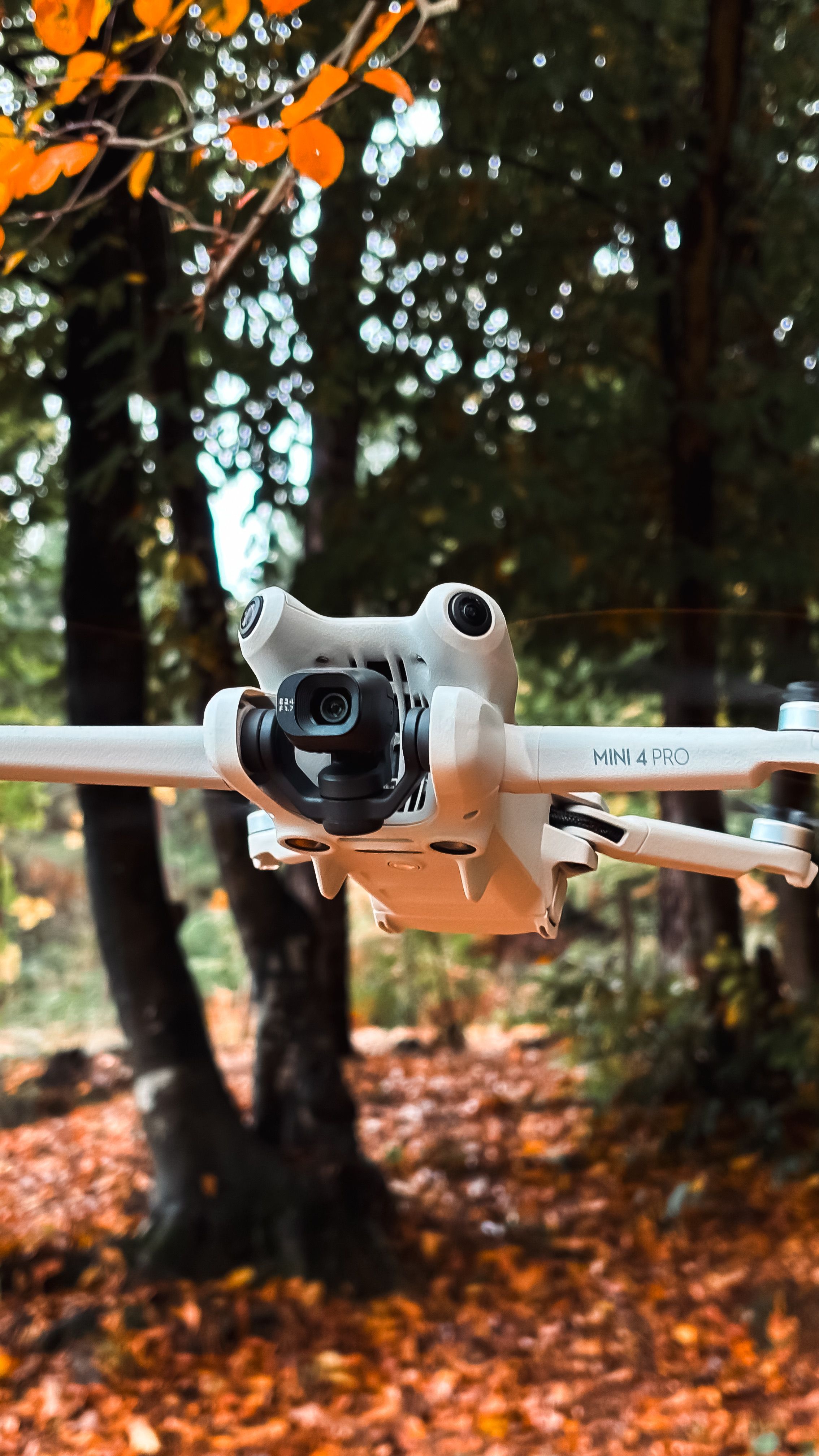 Drone Hovering in Autumn Forest Scene · Free Stock Photo
