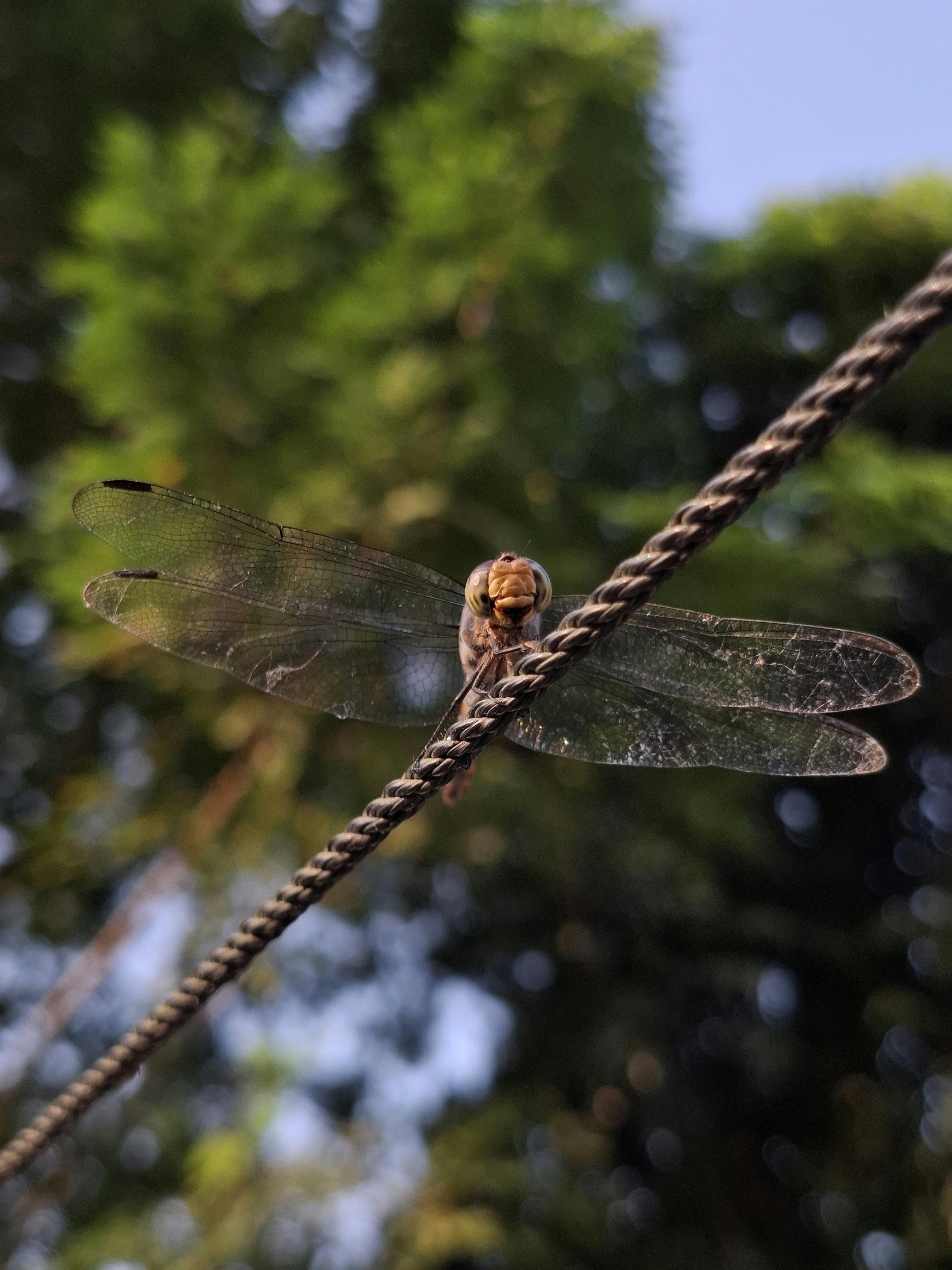 Dragonfly Resting on Rope in Natural Setting · Free Stock Photo