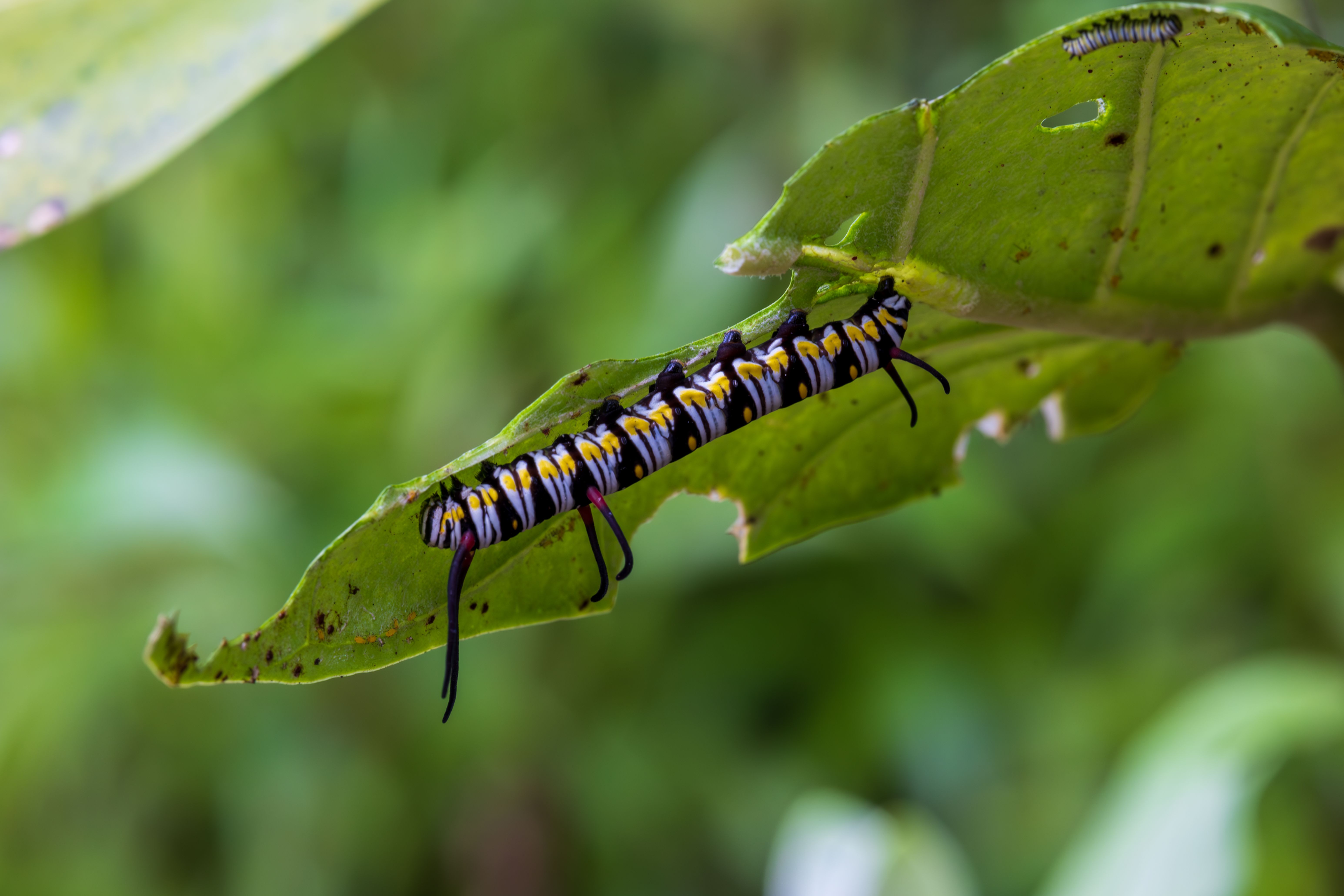 Queen Caterpillar Photos Download The Best Free Queen Caterpillar