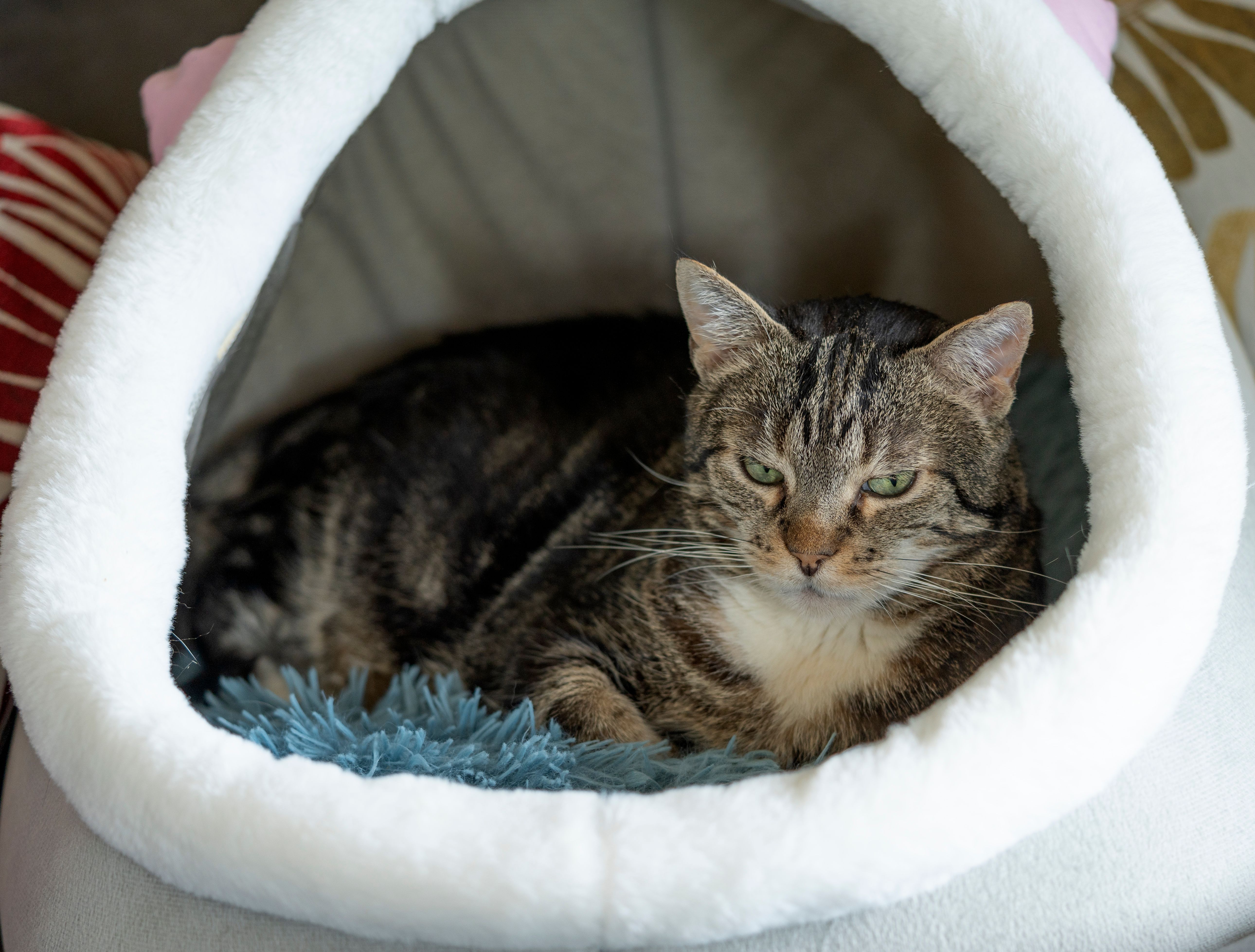 Spannende Cat In Bed Fotos