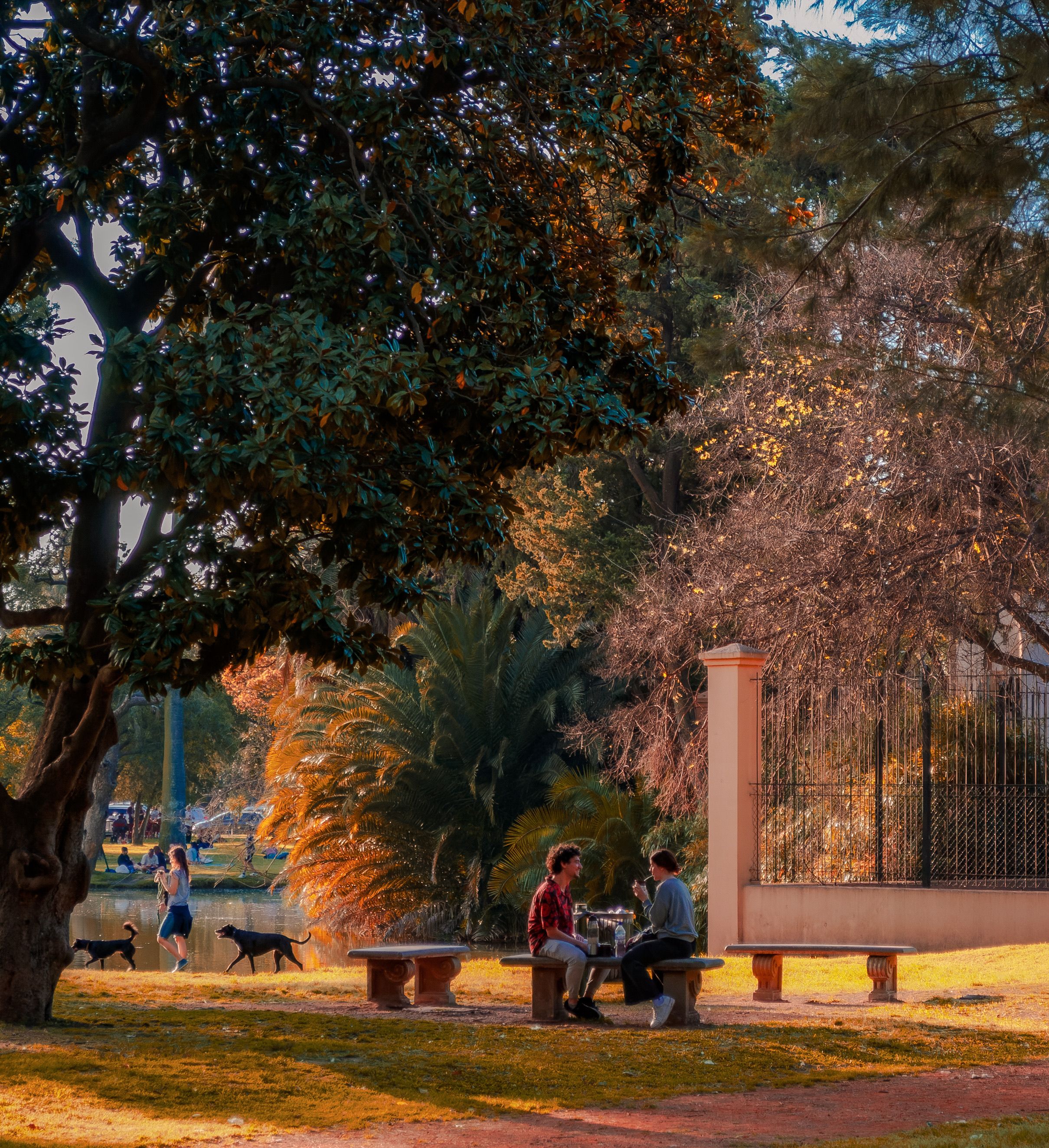 Sunny Outdoor Park Scene with People and Dogs · Free Stock Photo