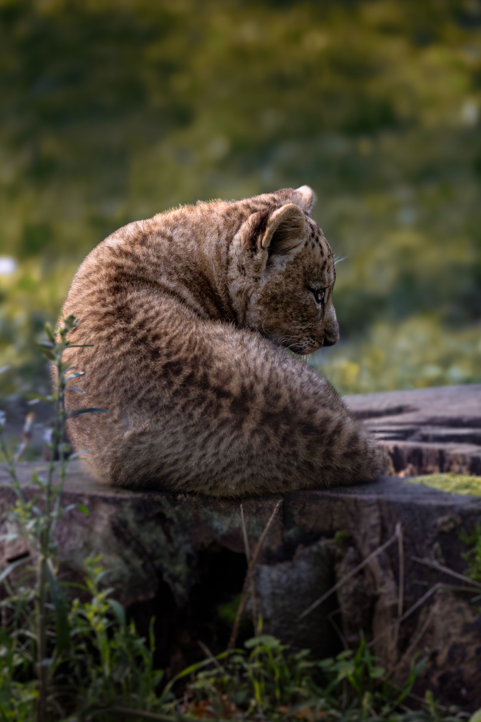 Small Lion Photos, Download The BEST Free Small Lion Stock Photos & HD ...
