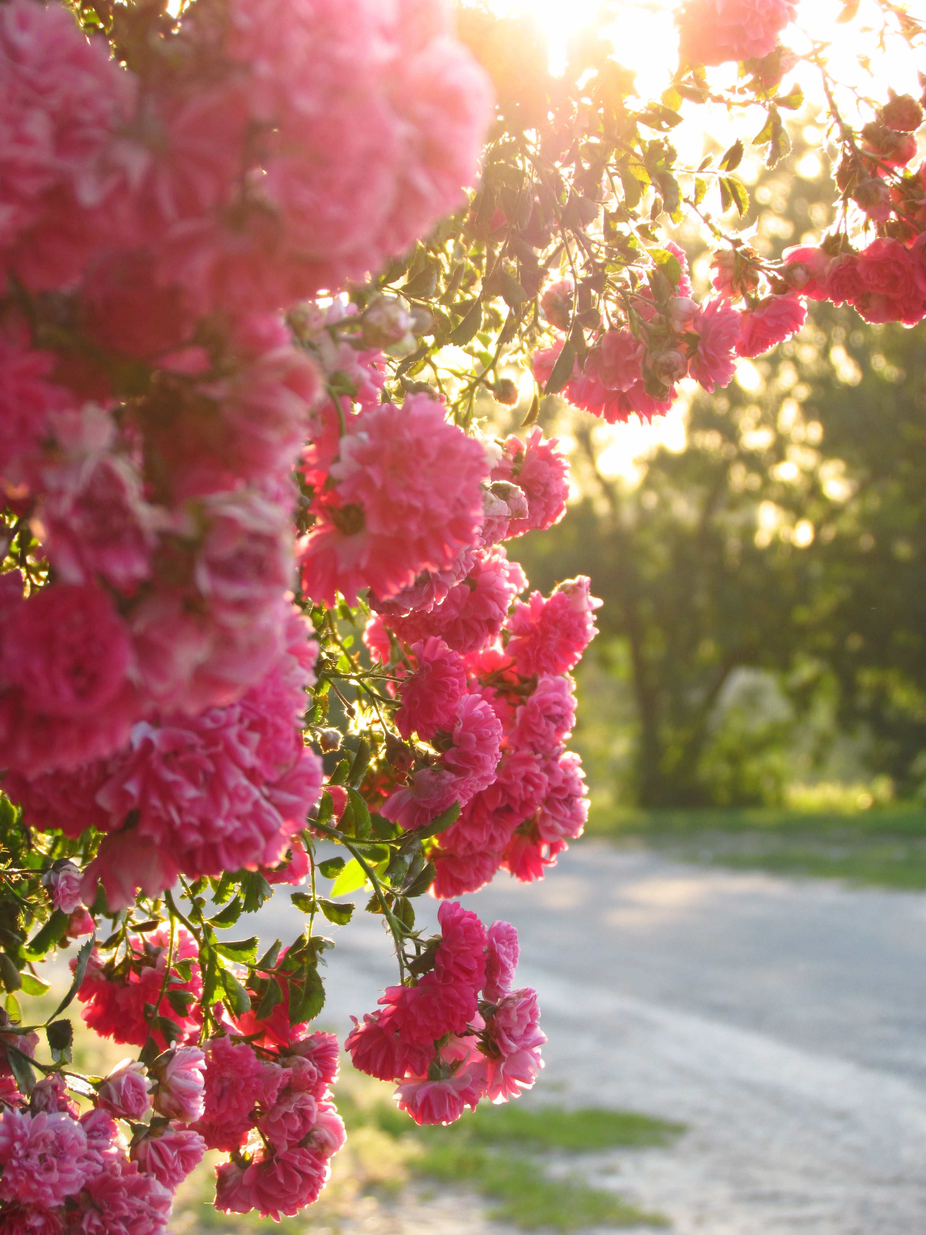 Vibrant Pink Roses in Warm Evening Sunlight · Free Stock Photo