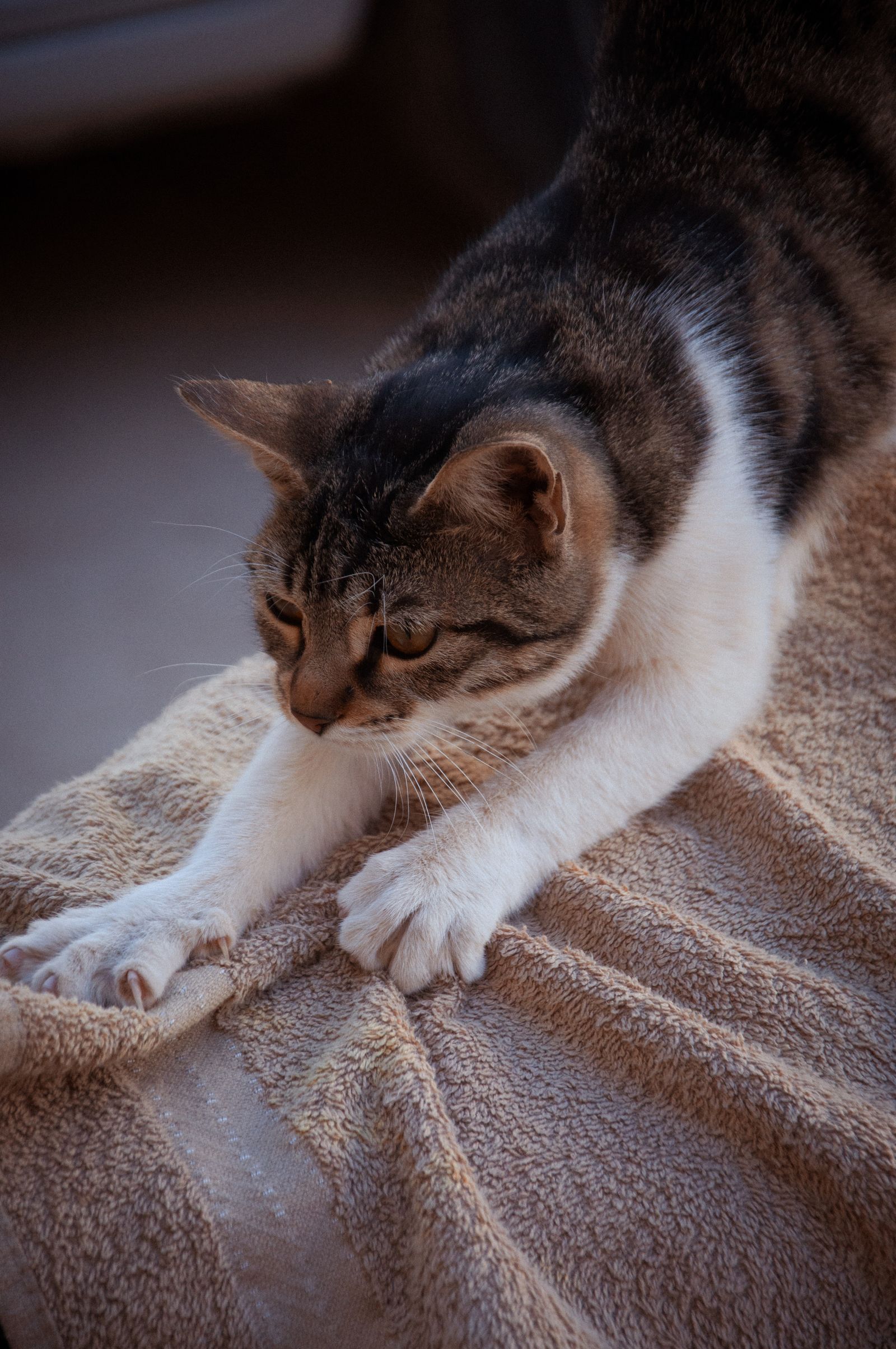 Good Morning Cat Photos, Download The BEST Free Good Morning Cat Stock ...
