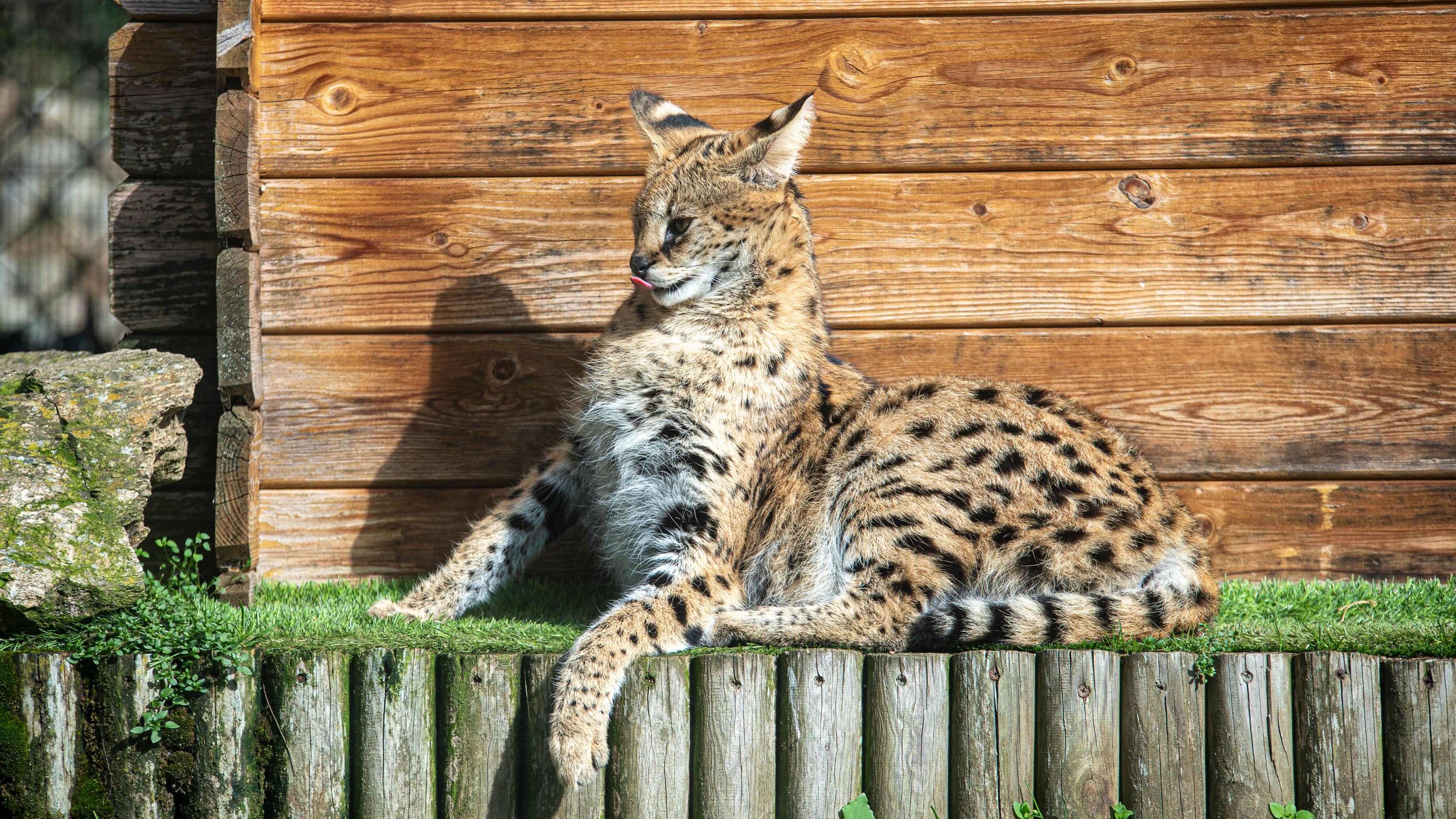 African Serval Cat Relaxing in Sunlight Outdoors · Free Stock Photo