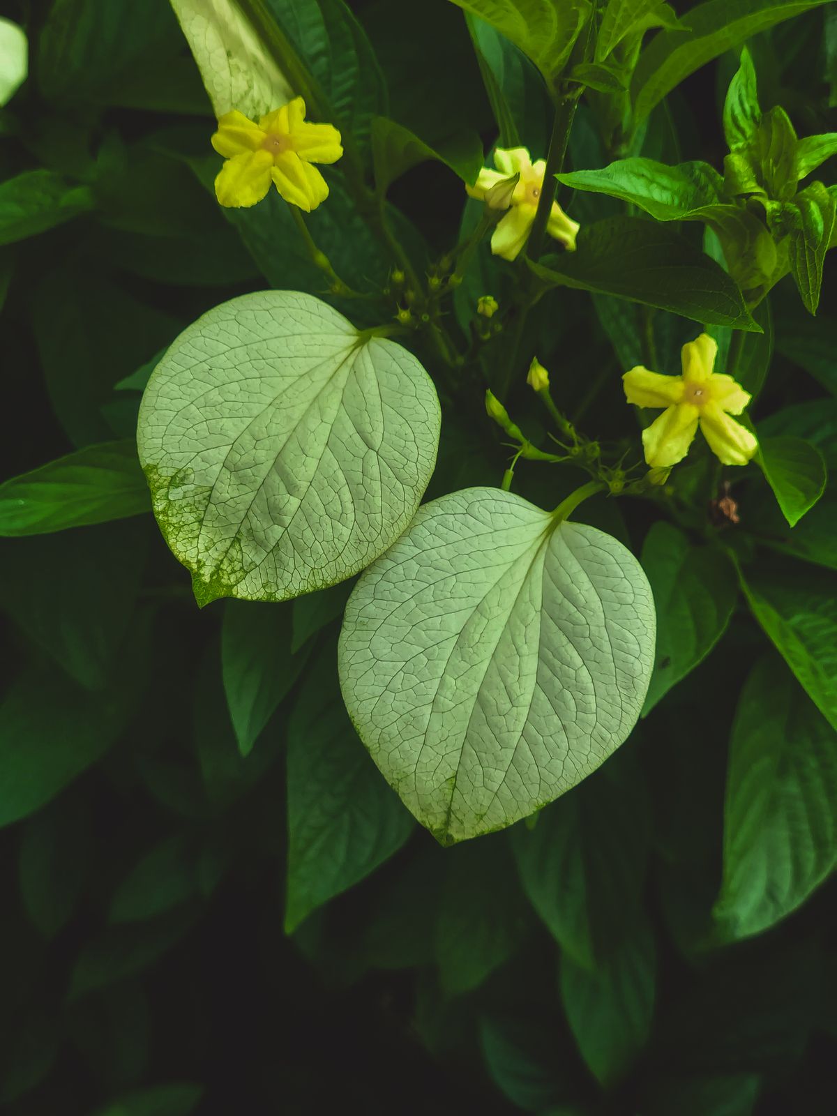 Relaxing Green Wallpaper Photos, Download The BEST Free Relaxing Green ...