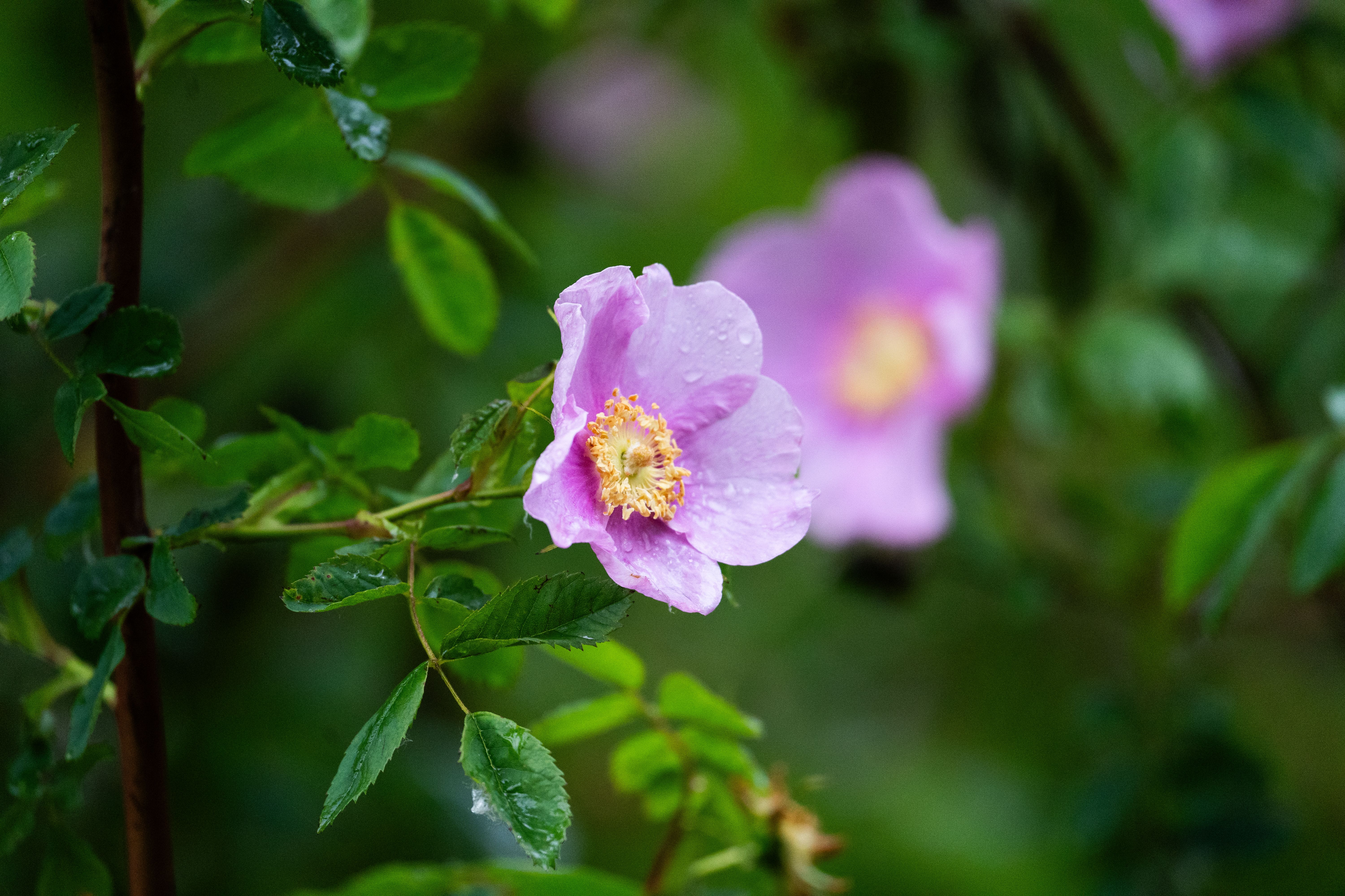 Rosa Silvestre De Color Rosa Con Gotas De Rocío Sobre Un Fondo De ...
