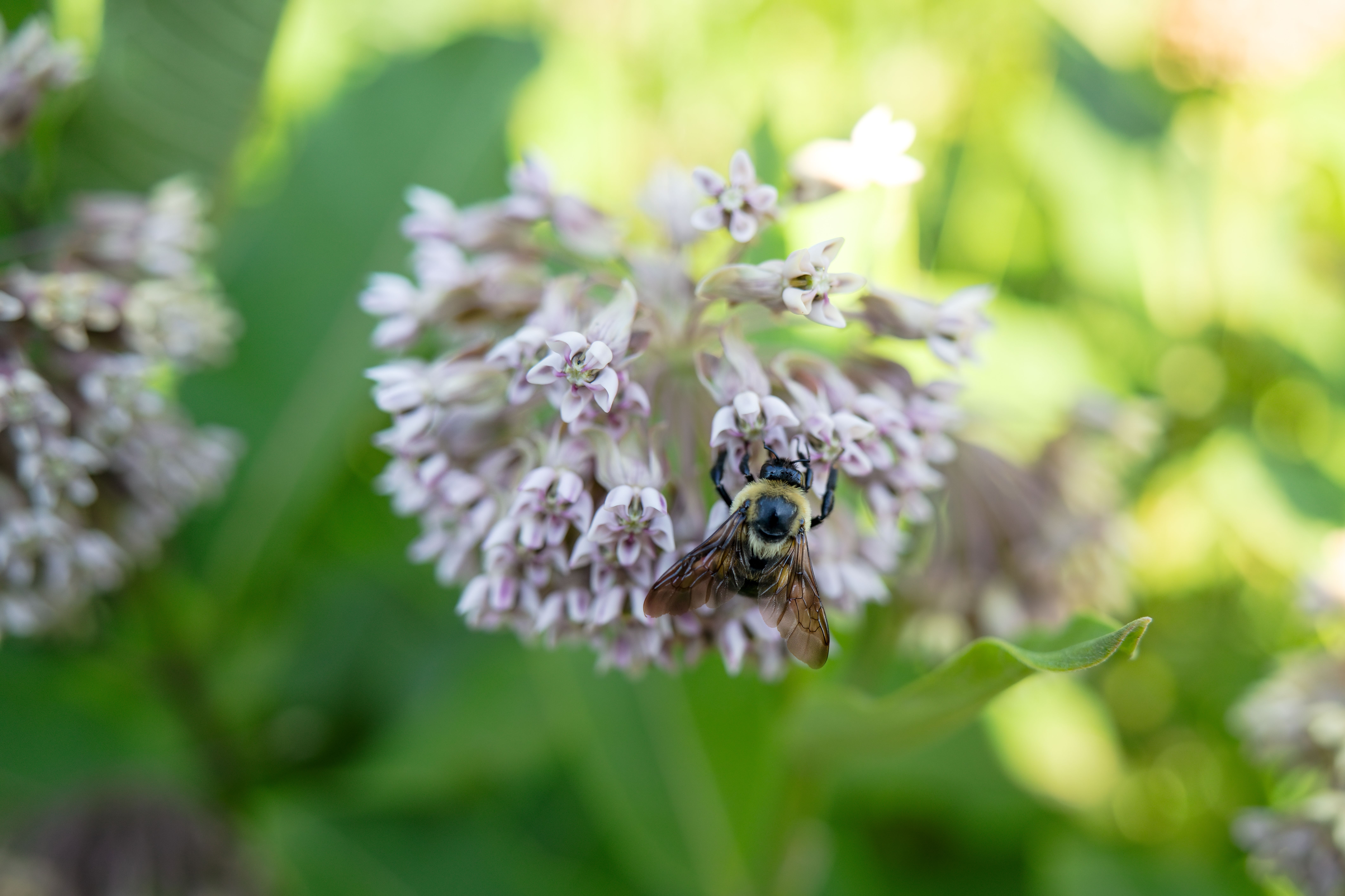Honeybee Pollinating Milkweed Flower in Garden · Free Stock Photo