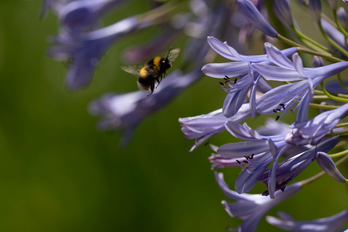 Bumble Bee Bat Photos, Download The BEST Free Bumble Bee Bat Stock ...