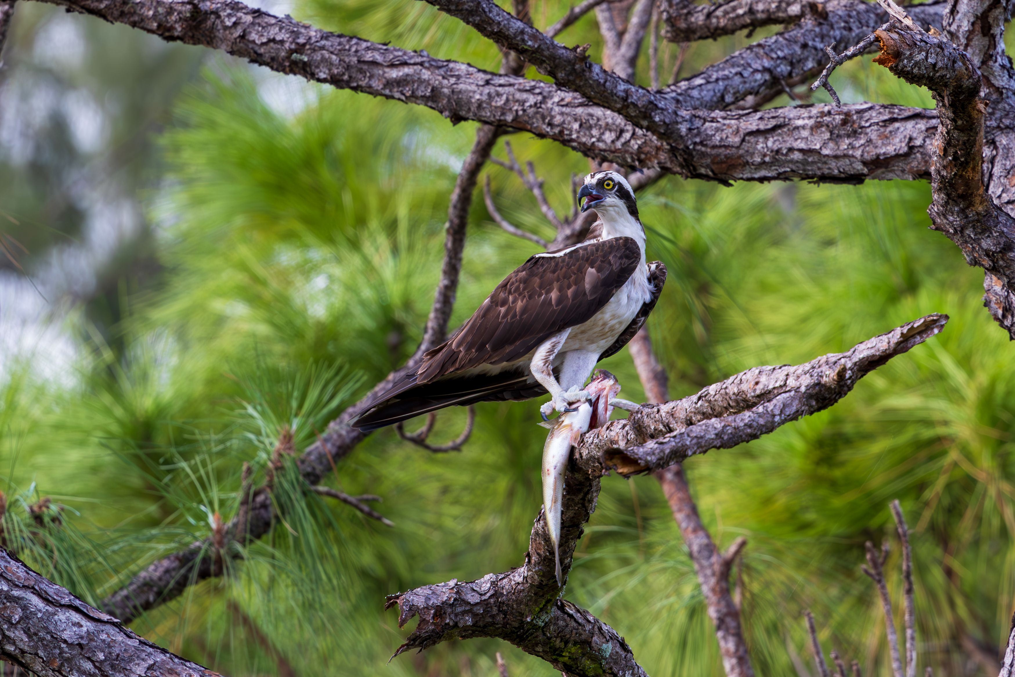 Osprey Perched with Fish in Pine Tree · Free Stock Photo