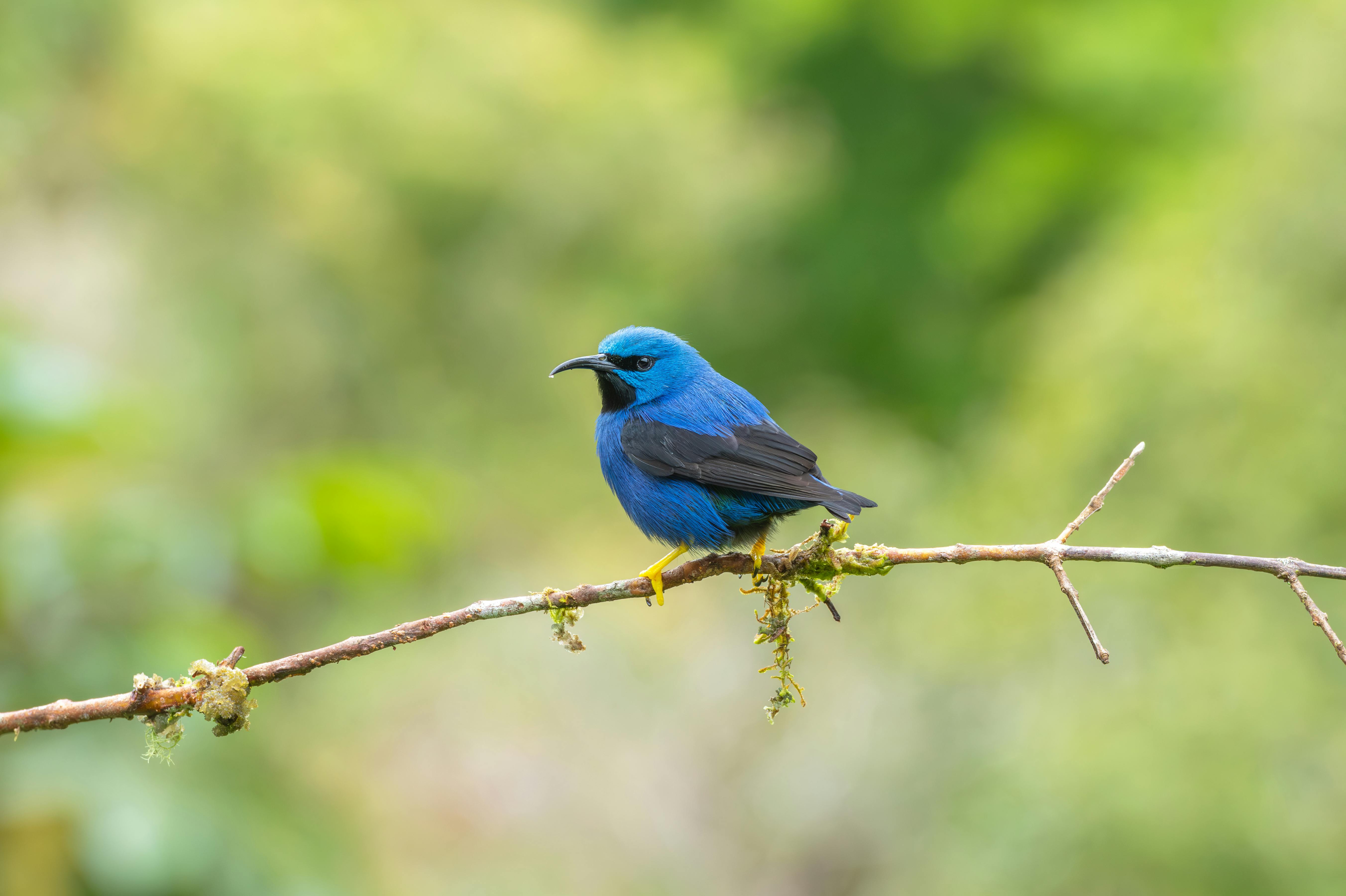 Blue Bird · Free Stock Photo