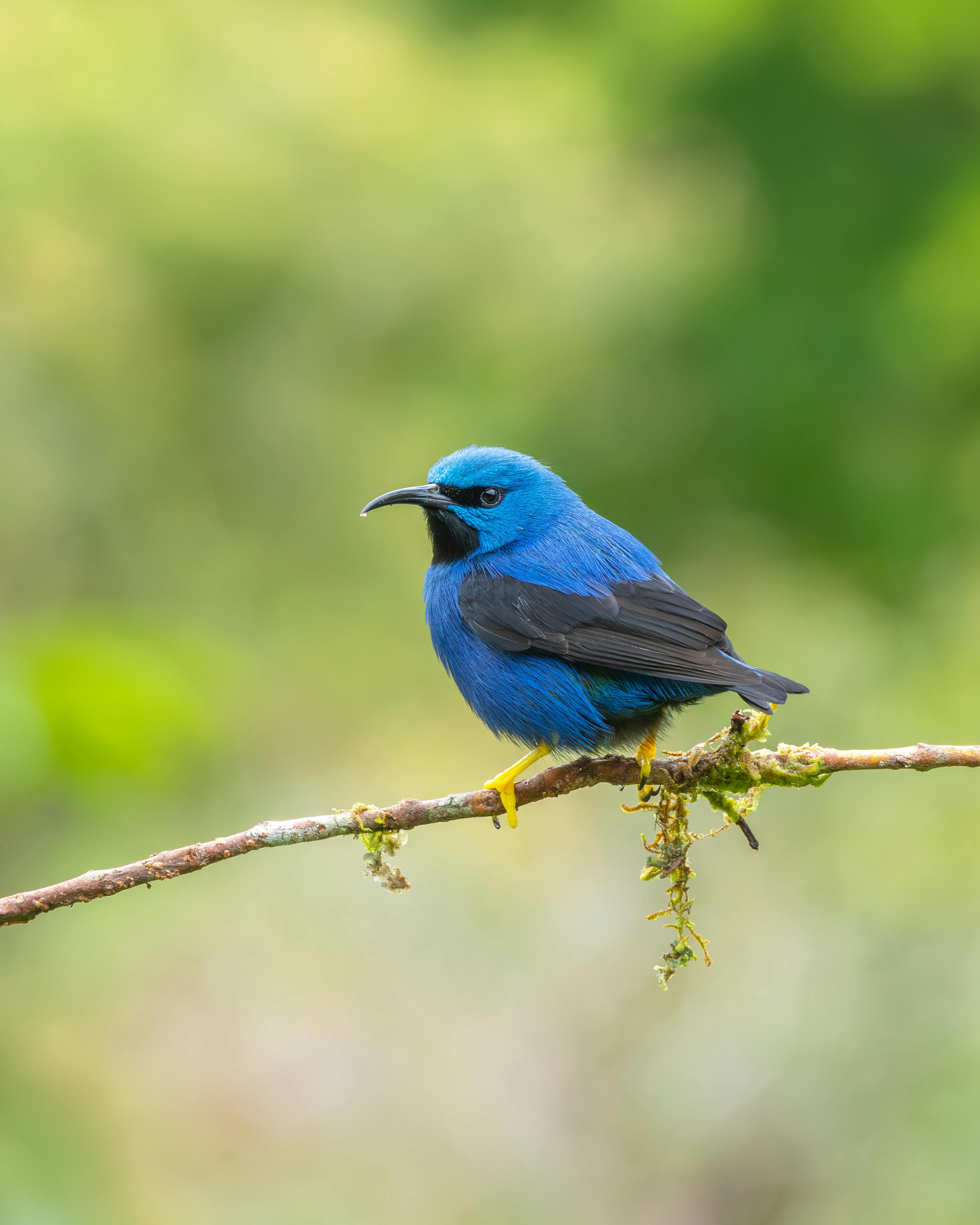 Blue Bird · Free Stock Photo