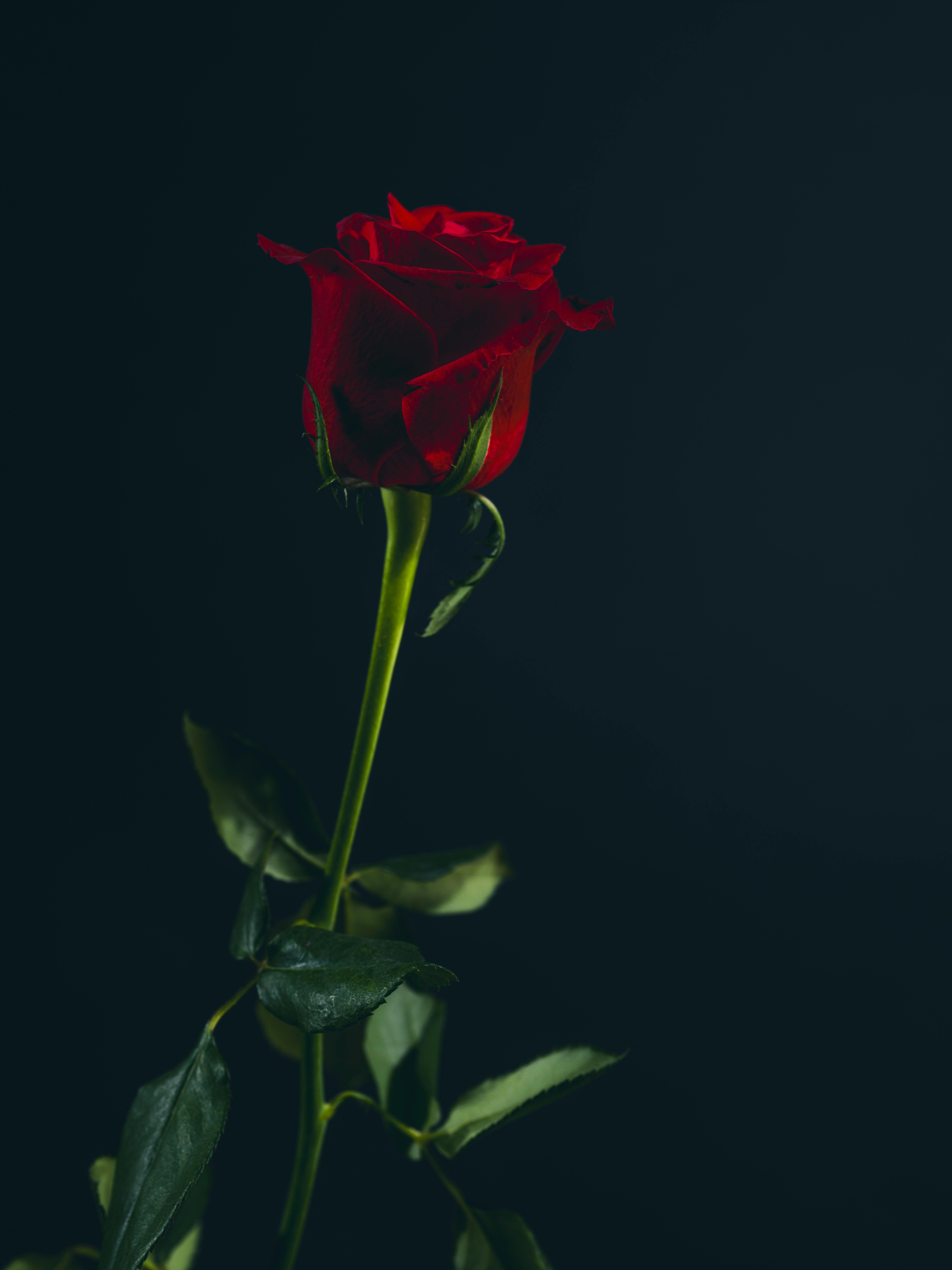 Photo of Red Rose · Free Stock Photo