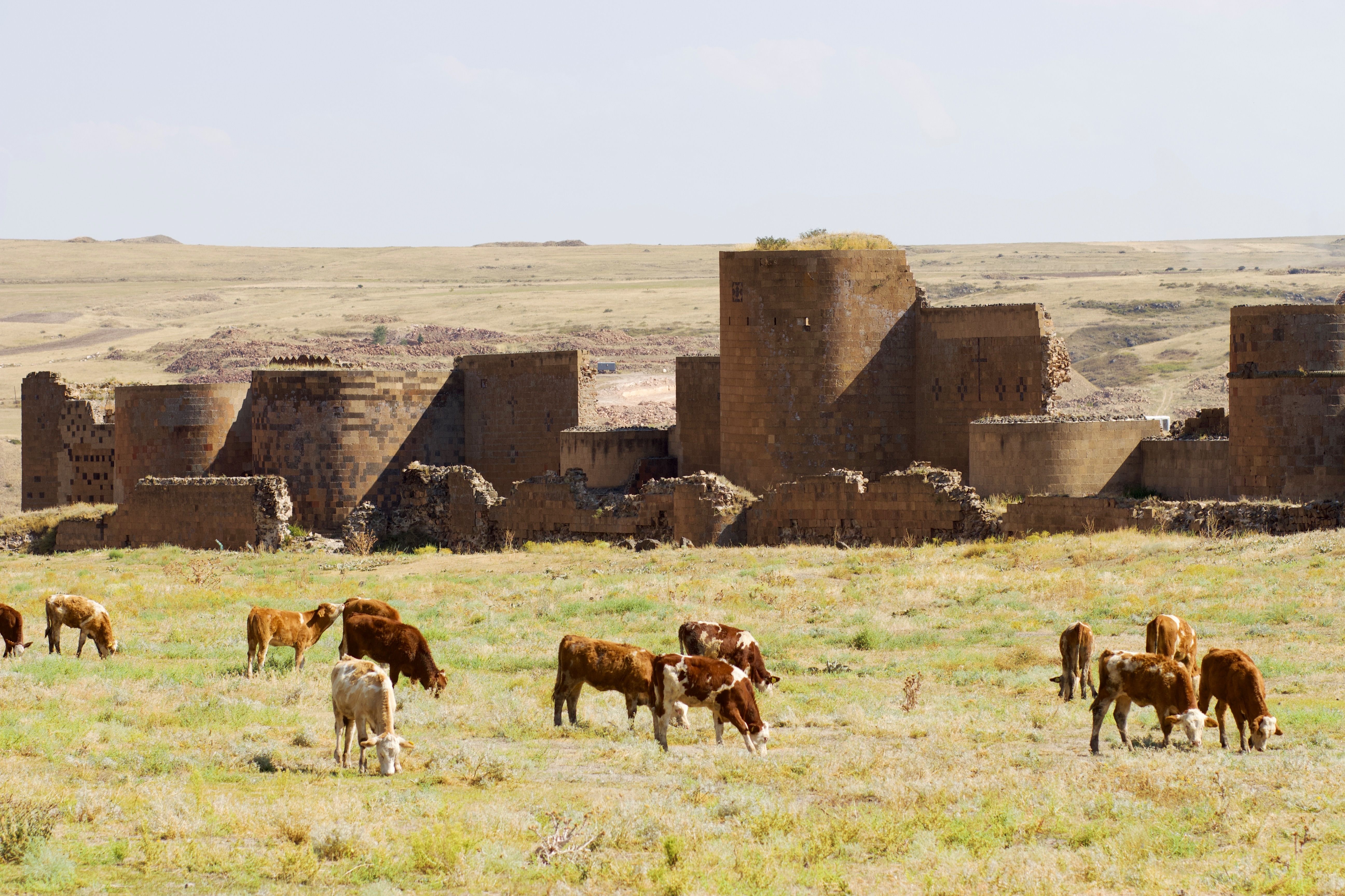 Ancient Ruins with Grazing Cattle in Open Field · Free Stock Photo