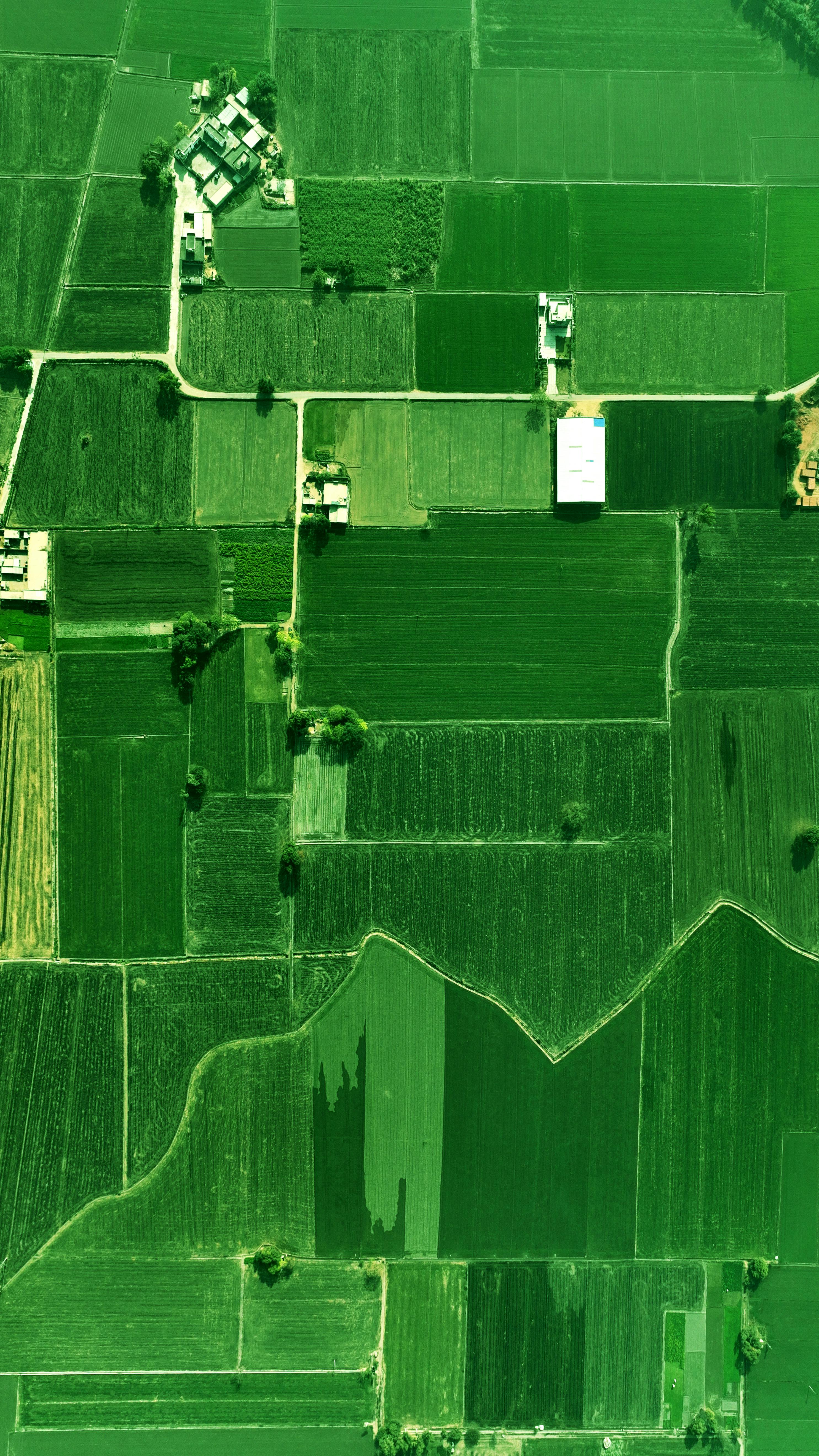 Aerial View of Lush Green Farmlands in Punjab · Free Stock Photo
