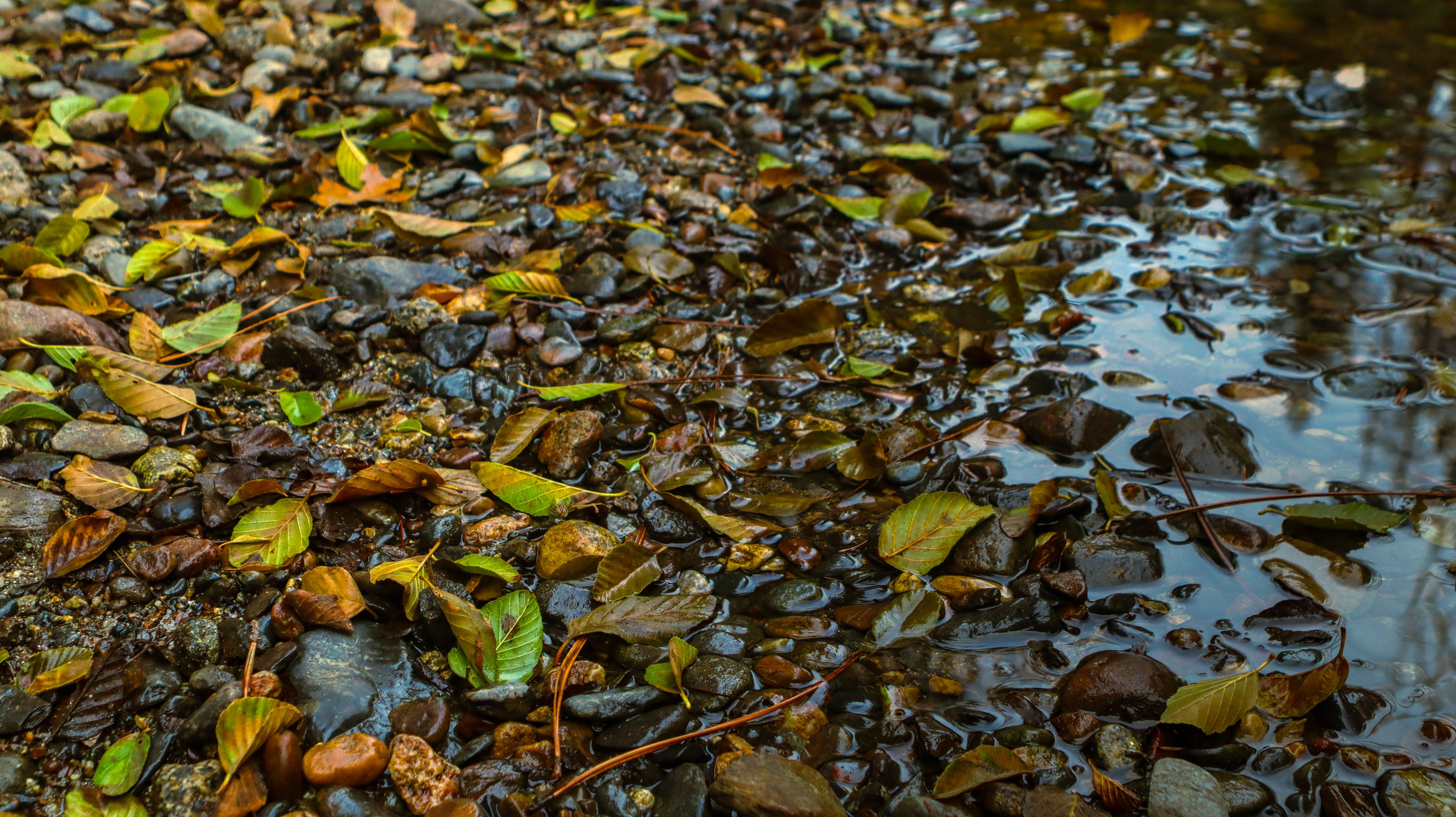 Autumn Leaves on Pebbled Stream Bed · Free Stock Photo