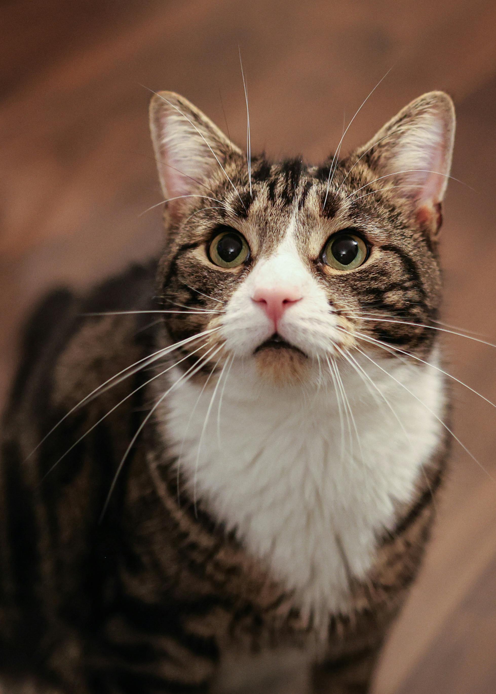 Goofy Cat Photos, Download The BEST Free Goofy Cat Stock Photos & HD Images