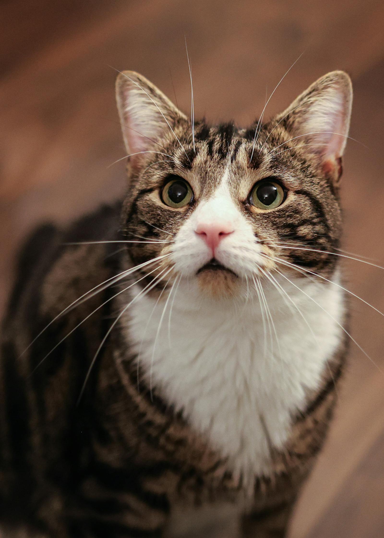 Goofy Cat Photos, Download The BEST Free Goofy Cat Stock Photos & HD Images