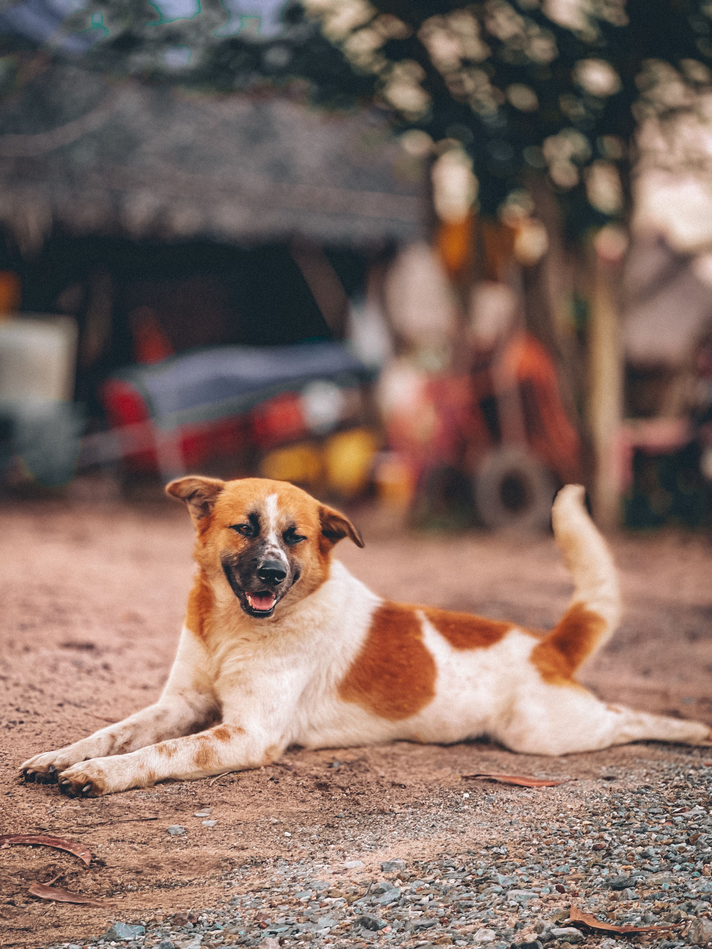Relaxed Native Dog in Rustic Outdoor Setting · Free Stock Photo