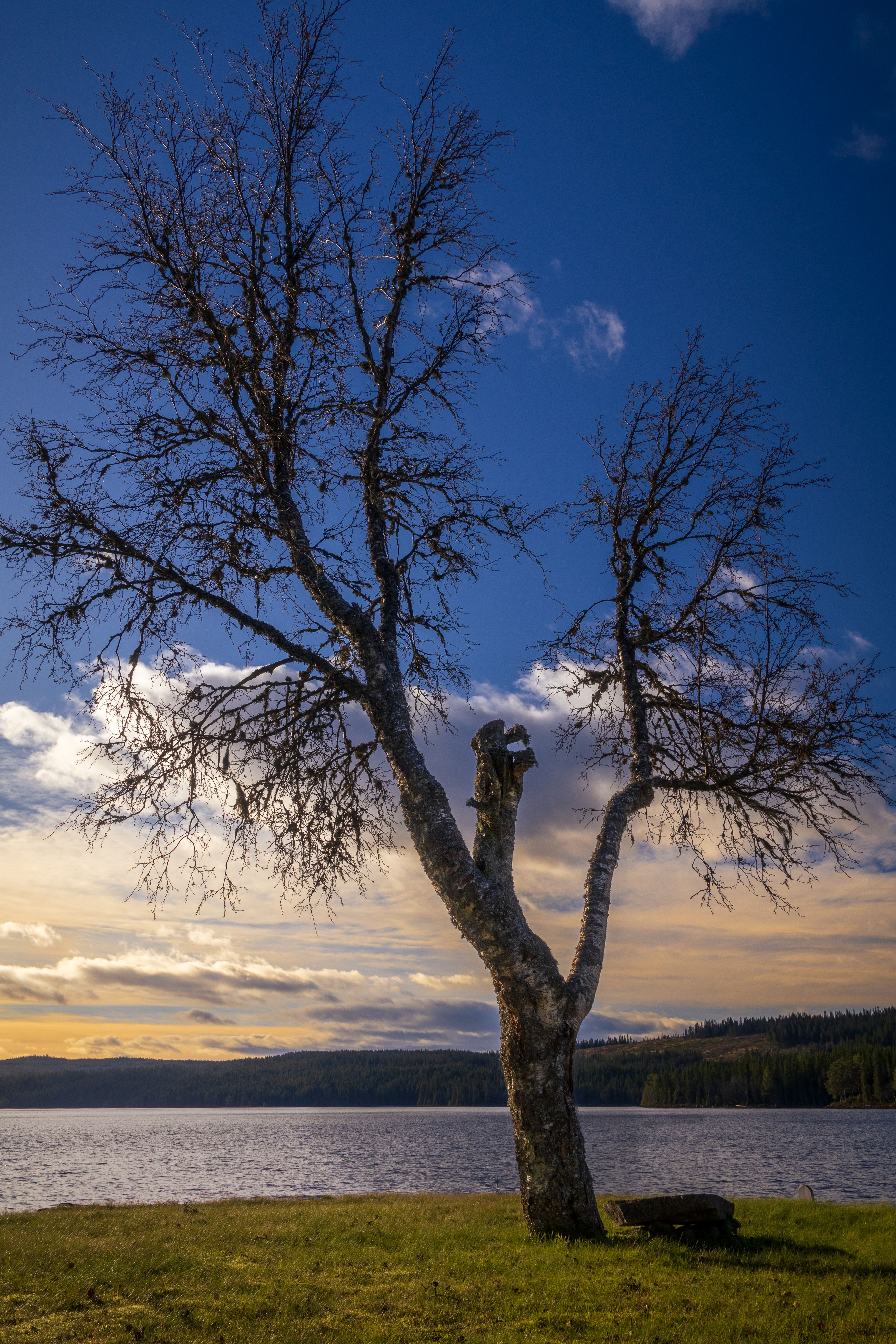 Leafless Tree by a Tranquil Lake at Sunset · Free Stock Photo