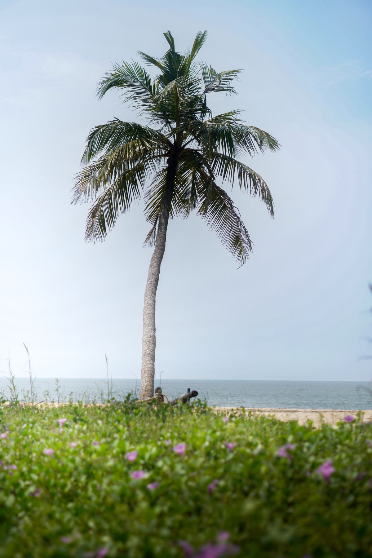 Beach With Palm Tree Landscape Photos, Download The BEST Free Beach ...