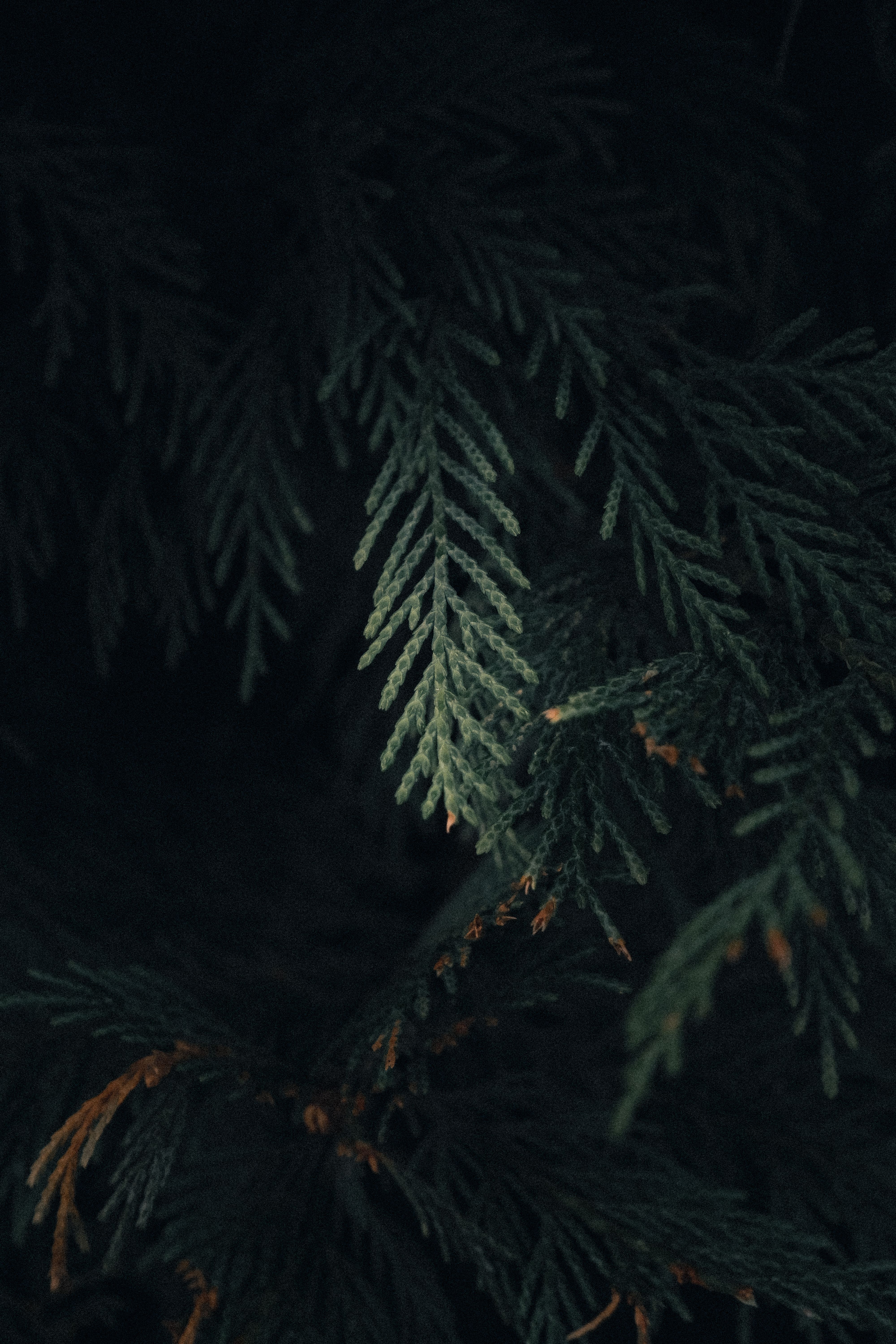 Dark Evergreen Foliage with Soft Light · Free Stock Photo