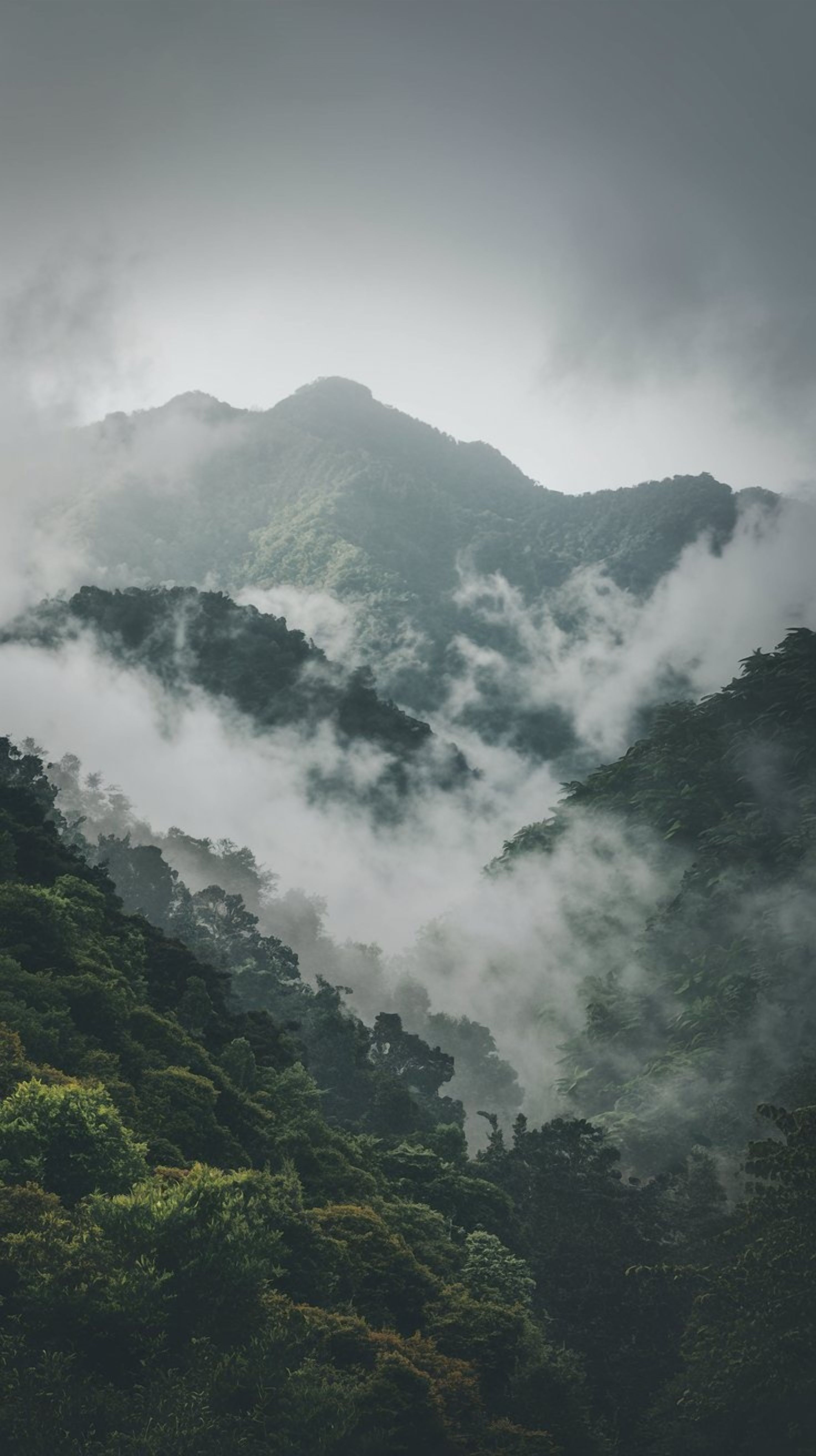 Misty Mountain Forest with Dramatic Fog · Free Stock Photo