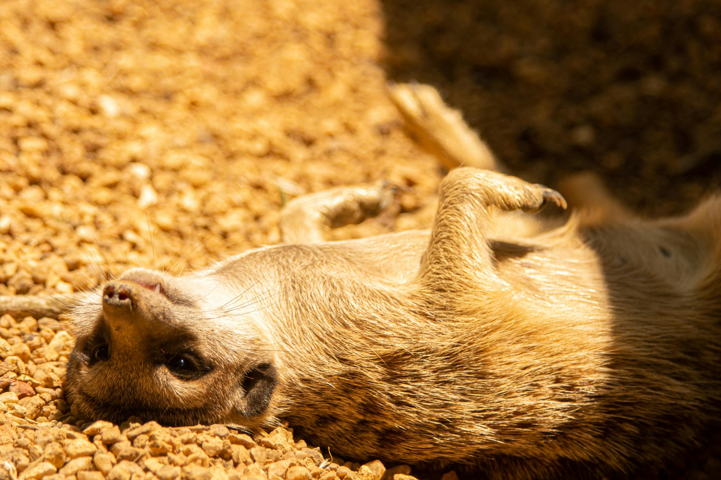 Relaxed Meerkat Sunbathing on Sandy Ground · Free Stock Photo