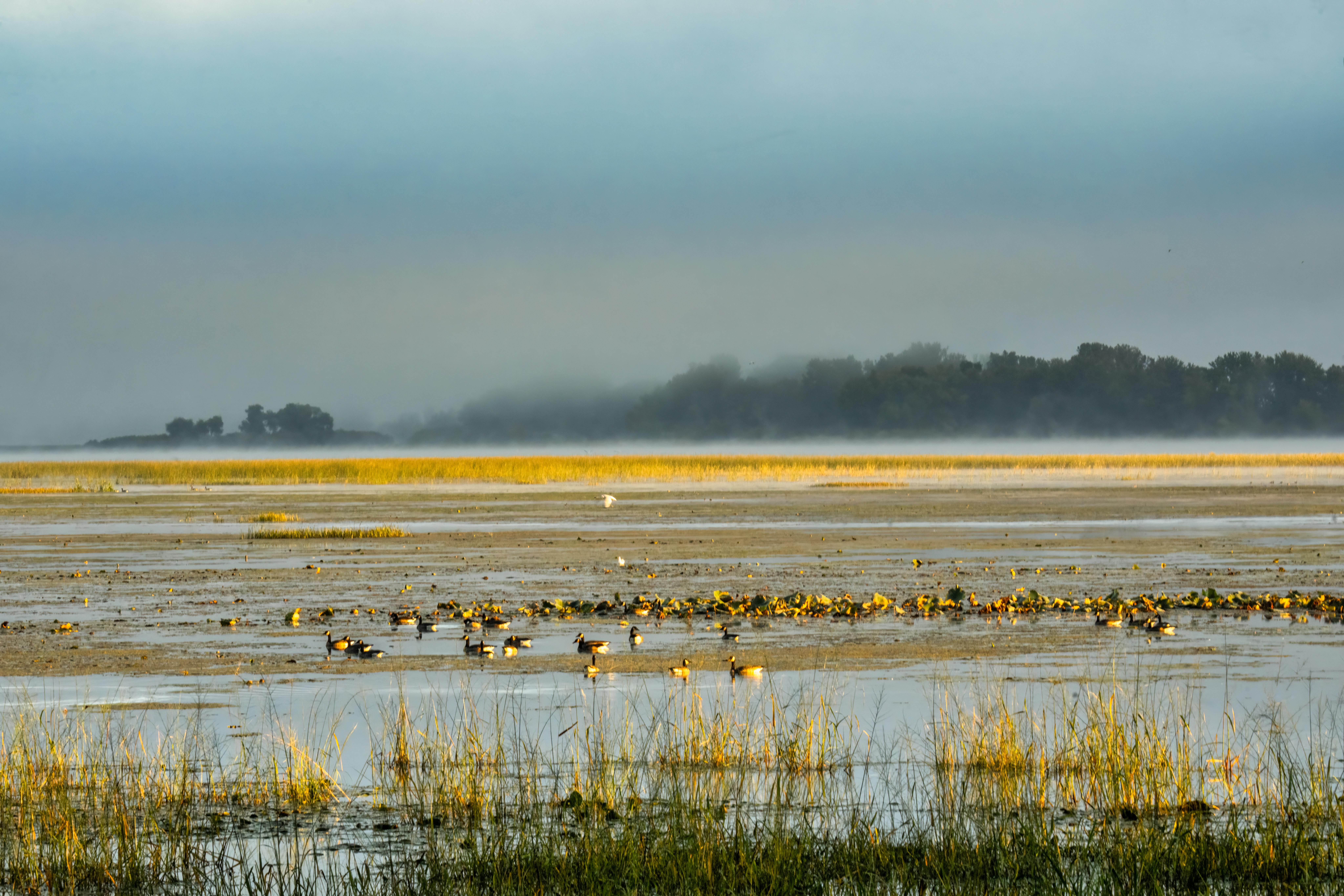 Serene Wetland Landscape with Waterfowl at Dawn · Free Stock Photo
