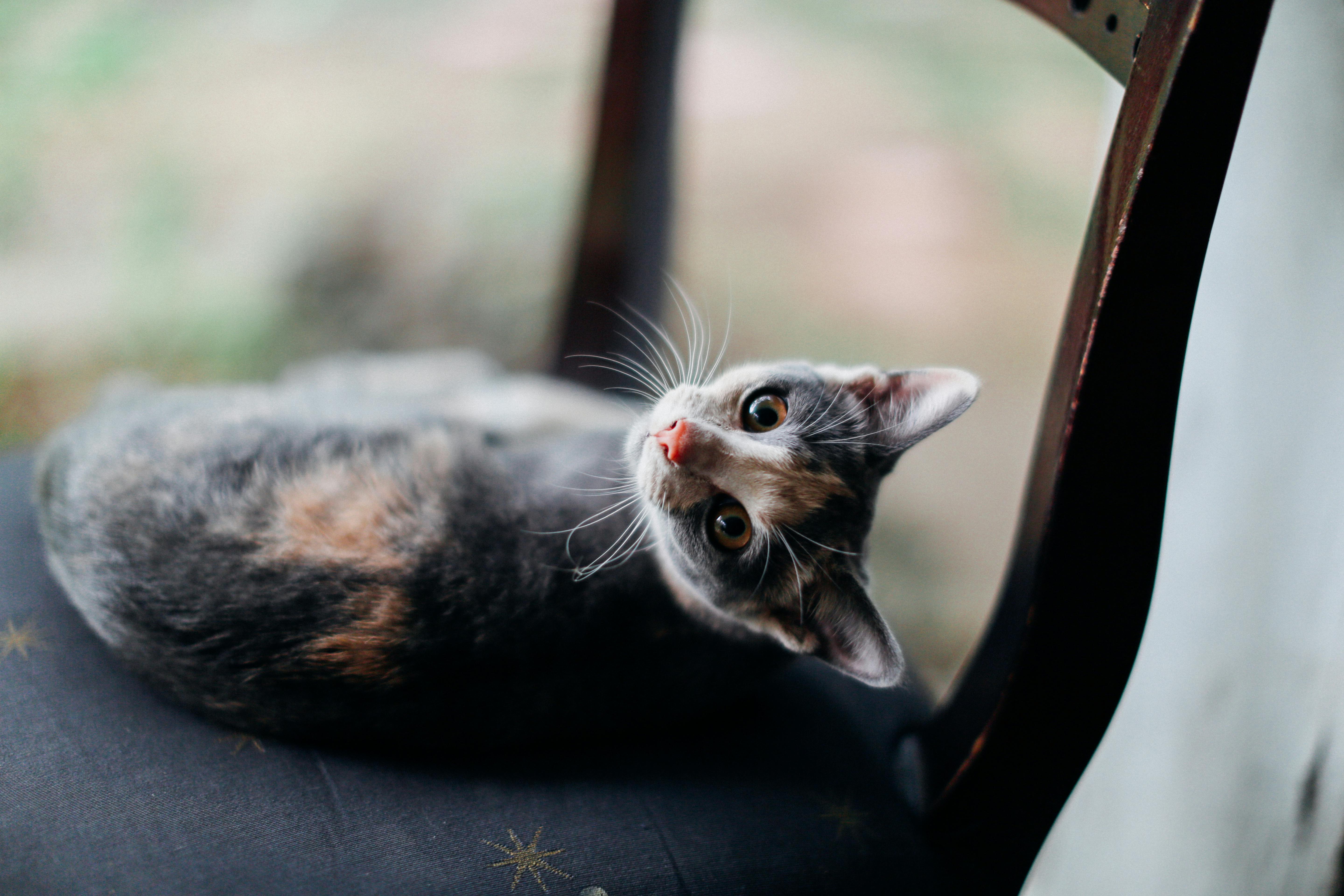 Selective Focus Photography Of Cat · Free Stock Photo