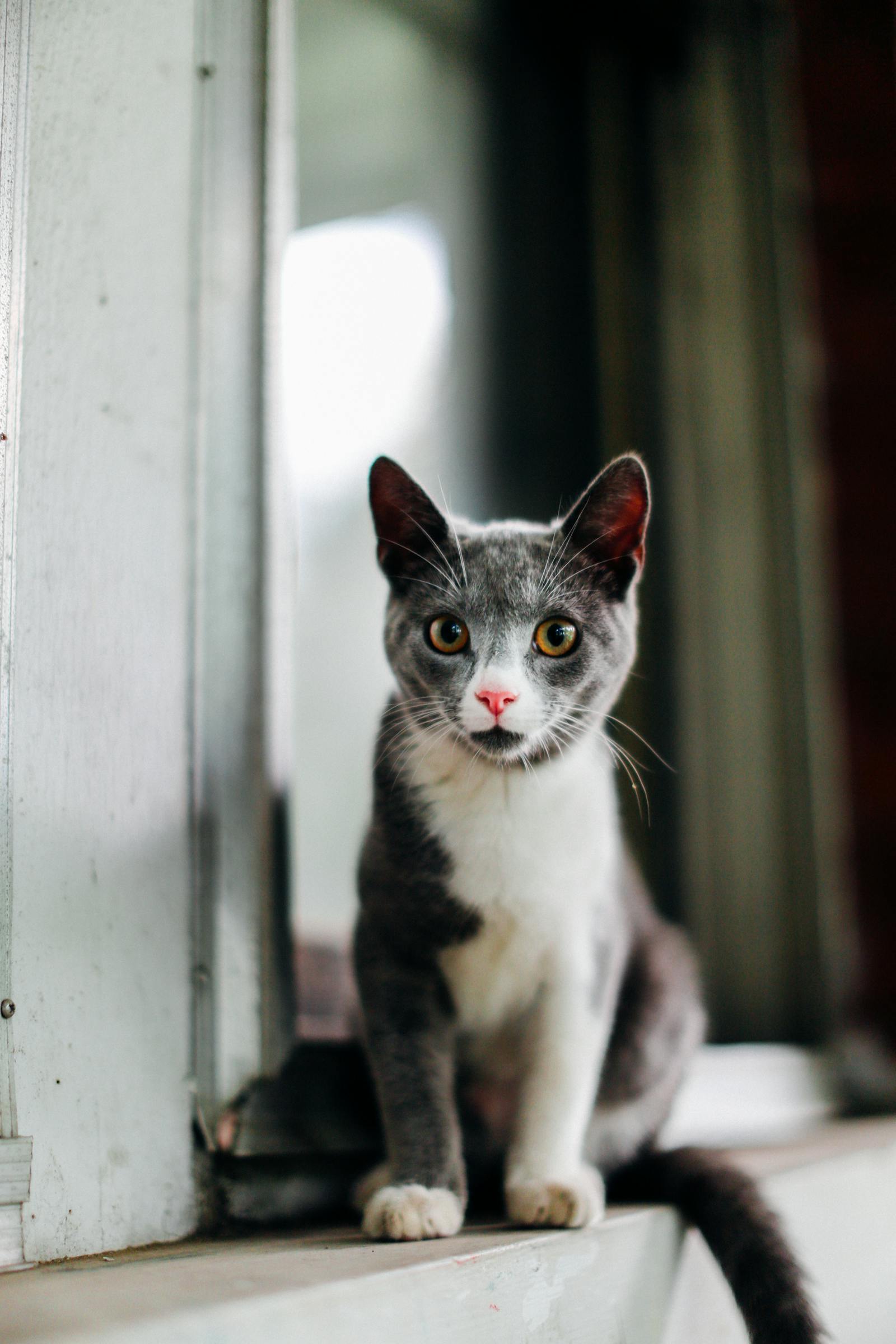20 000 Cat 100 Pexels 20-000-cat-100-pexels