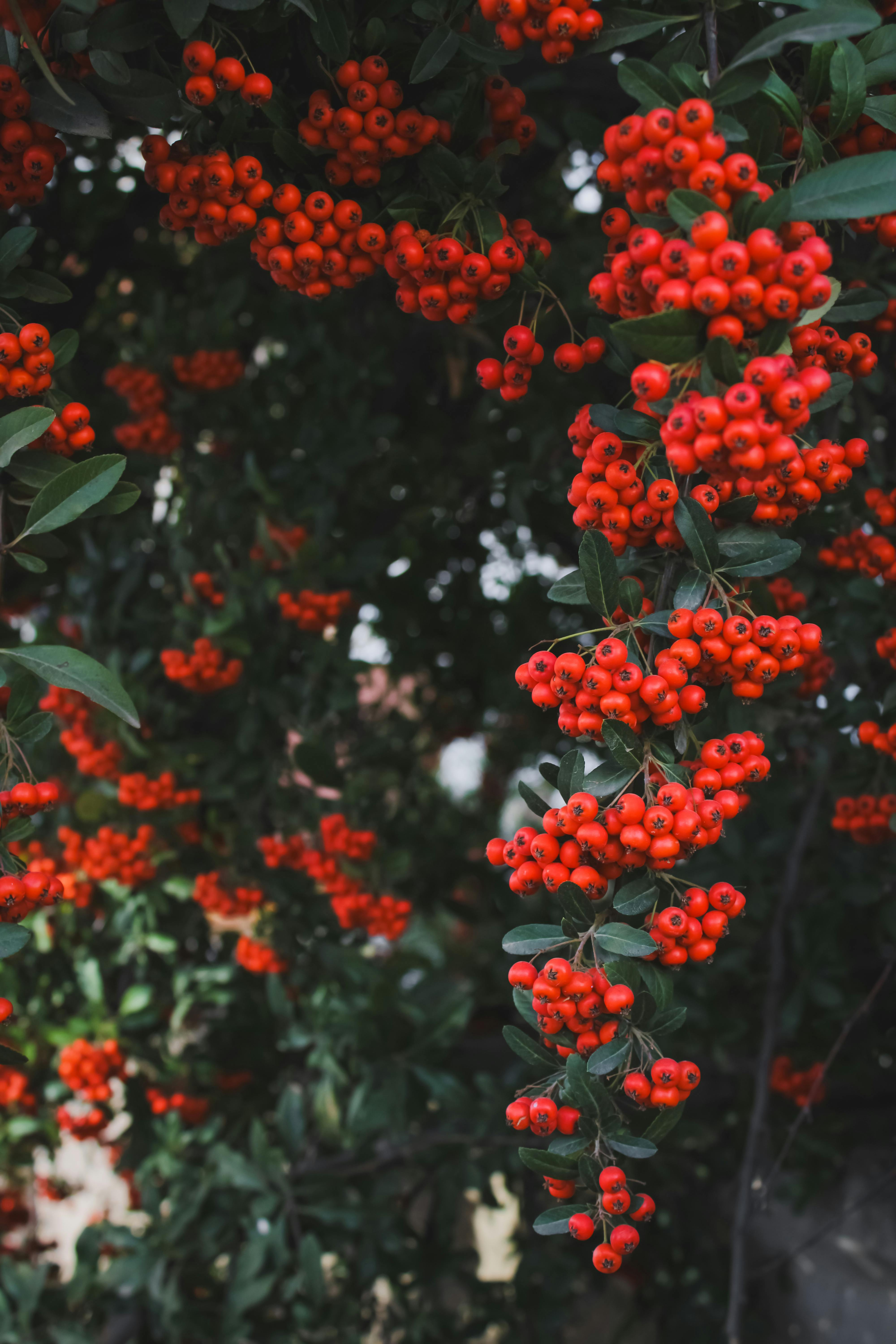 Green Leafed Plant With Red Fruit · Free Stock Photo