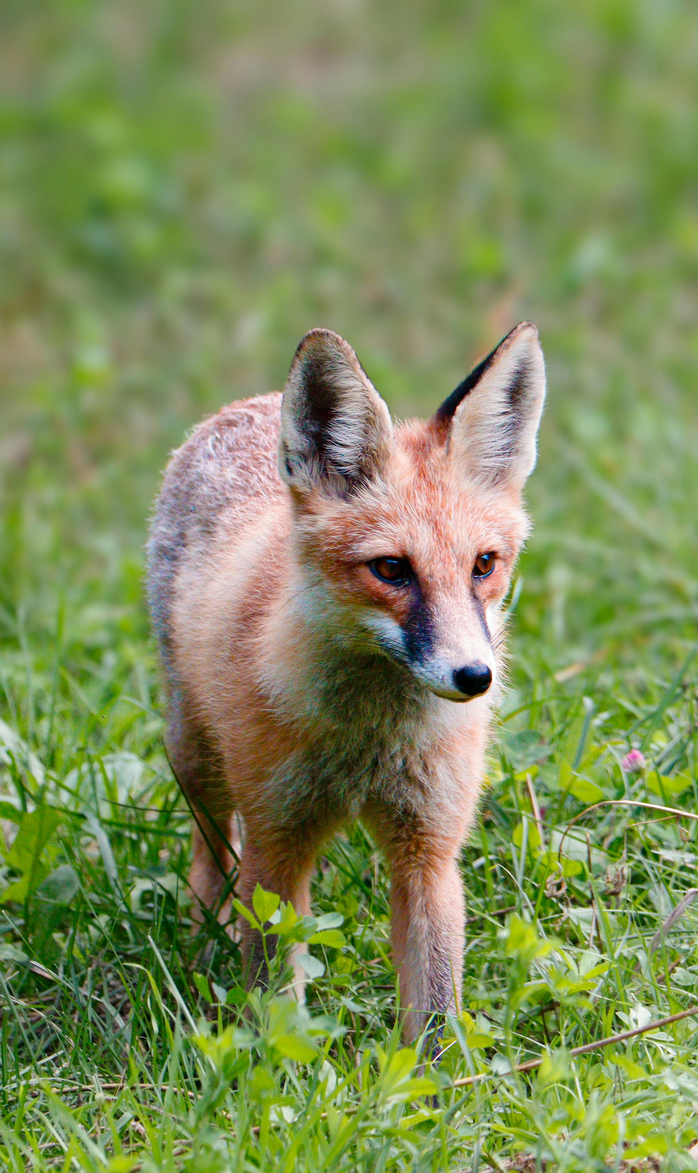 Photography of Tan White Fox · Free Stock Photo